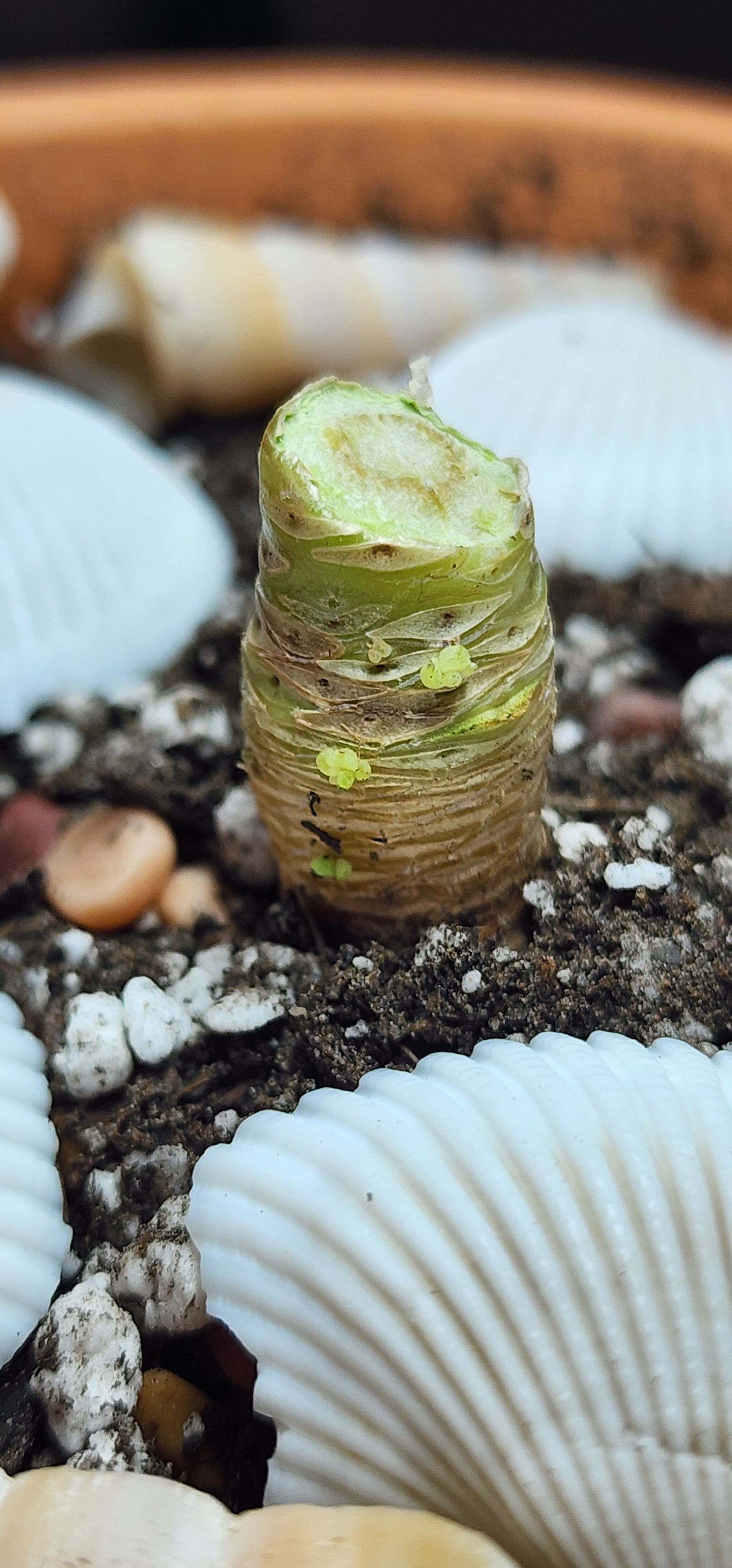 Echeveria Jessica Plant Care: Water, Light, Nutrients | Greg App 🌱