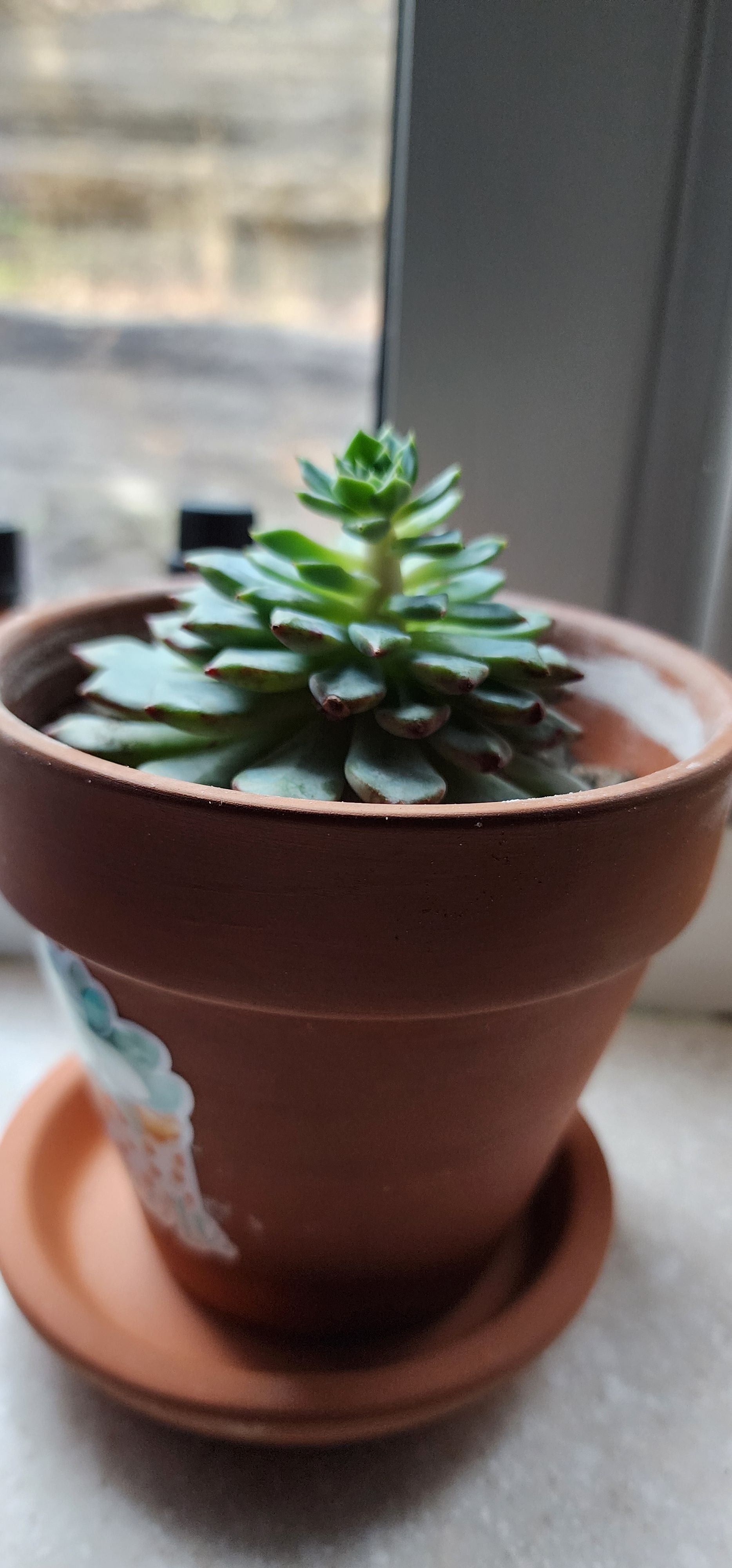 Yay!! Sam is growing! Compared to when I first got him,