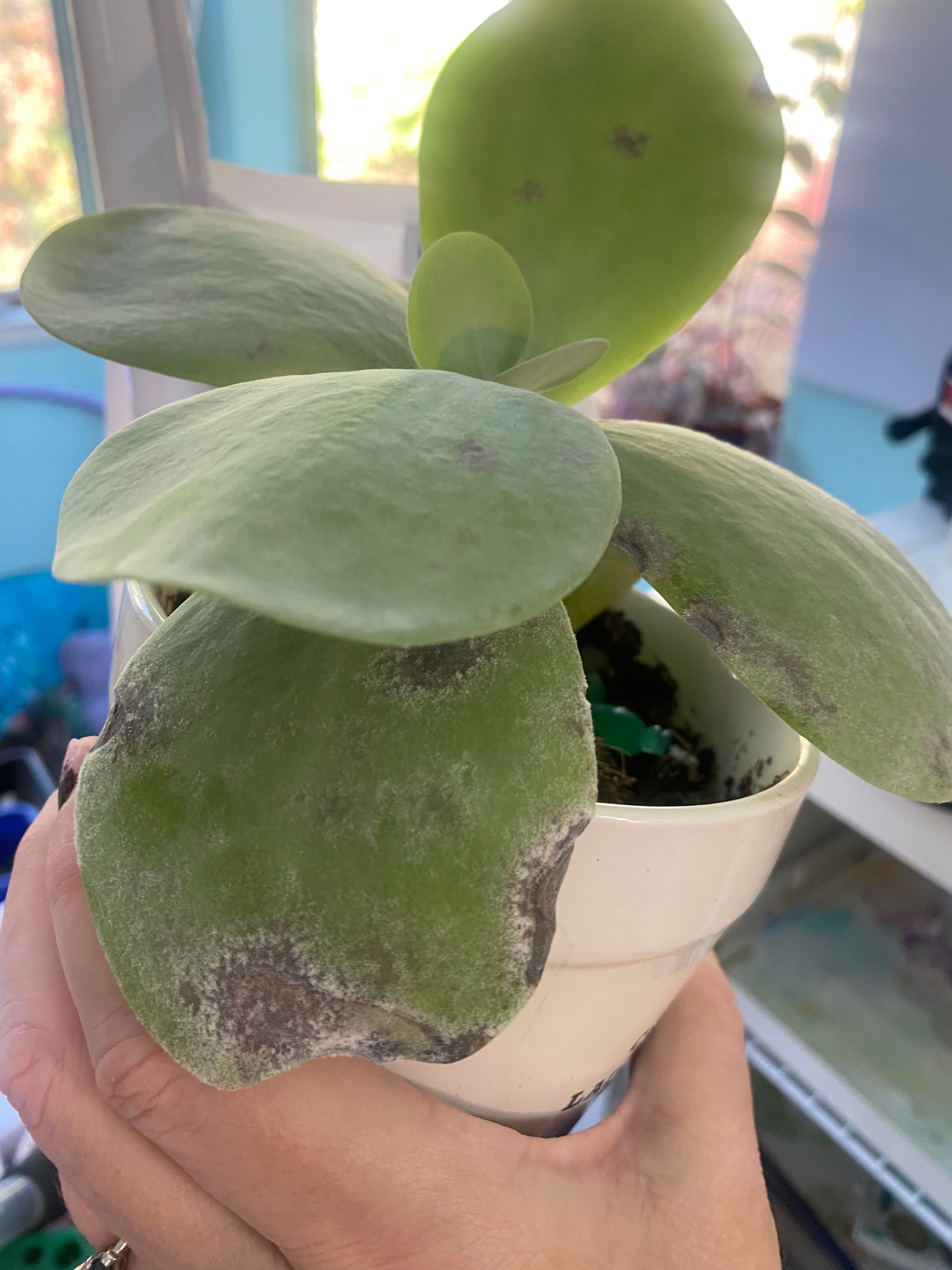 Can anyone help me understand what’s going on with my fla...