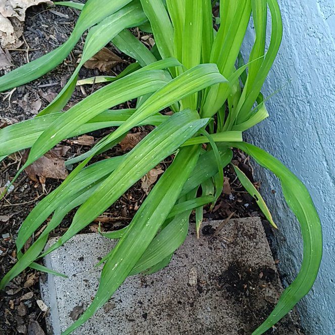 New Zealand Rock Lily Plant Care: Water, Light, Nutrients | Greg App 🌱