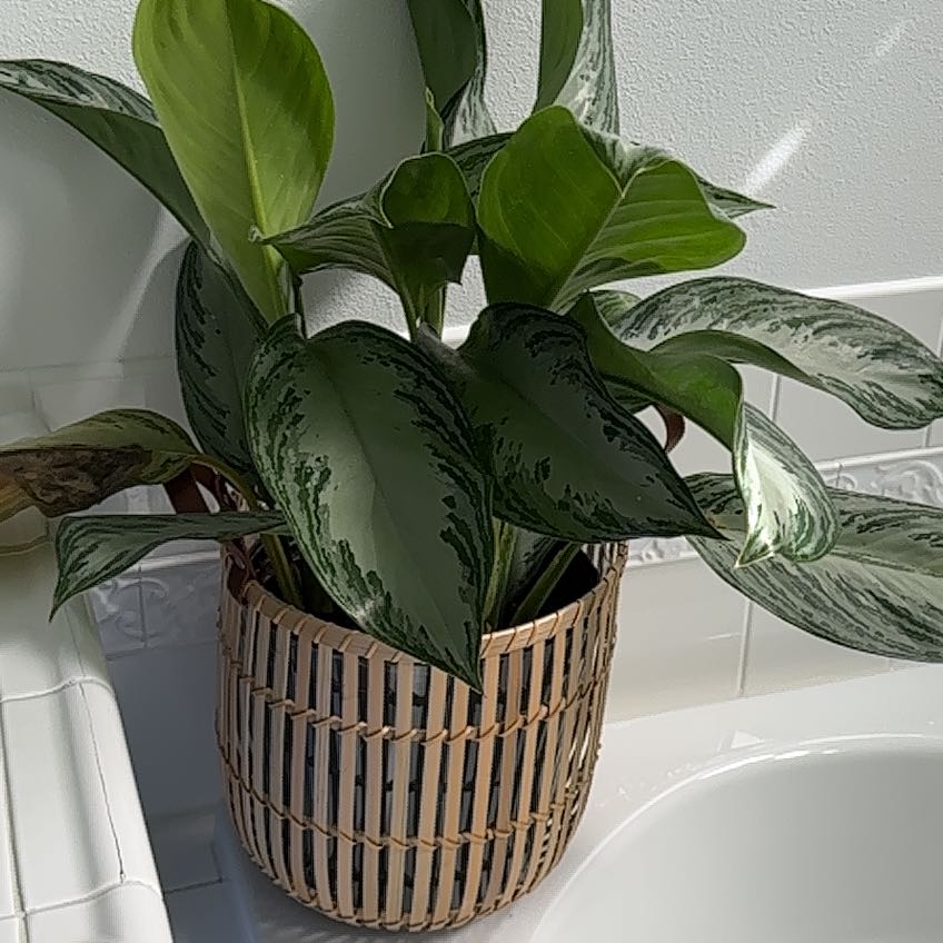 Taylor Swift | A plant by @CoolBlueprince on Greg