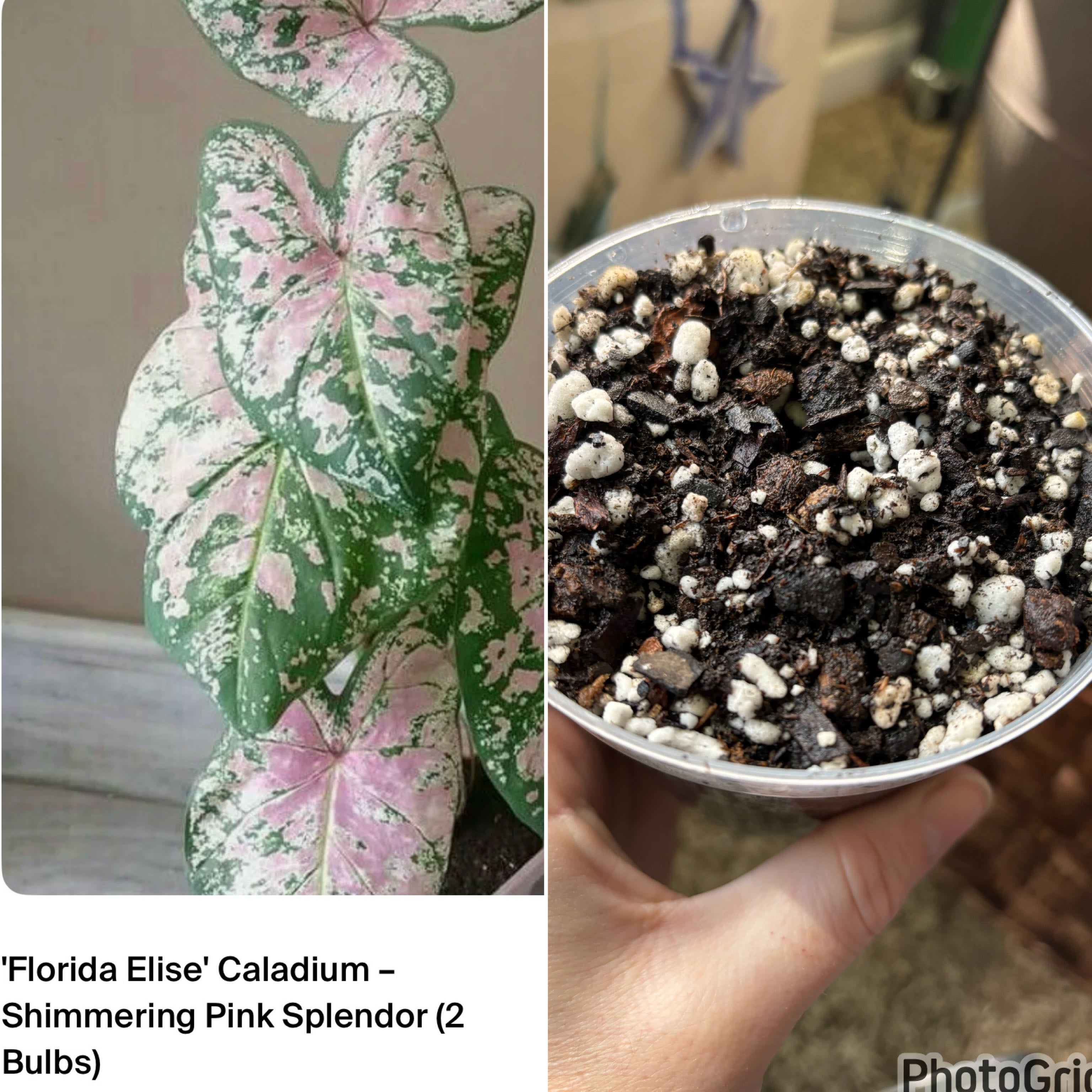 Caladium 'Elise' Plant Care: Water, Light, Nutrients | Greg App 🌱