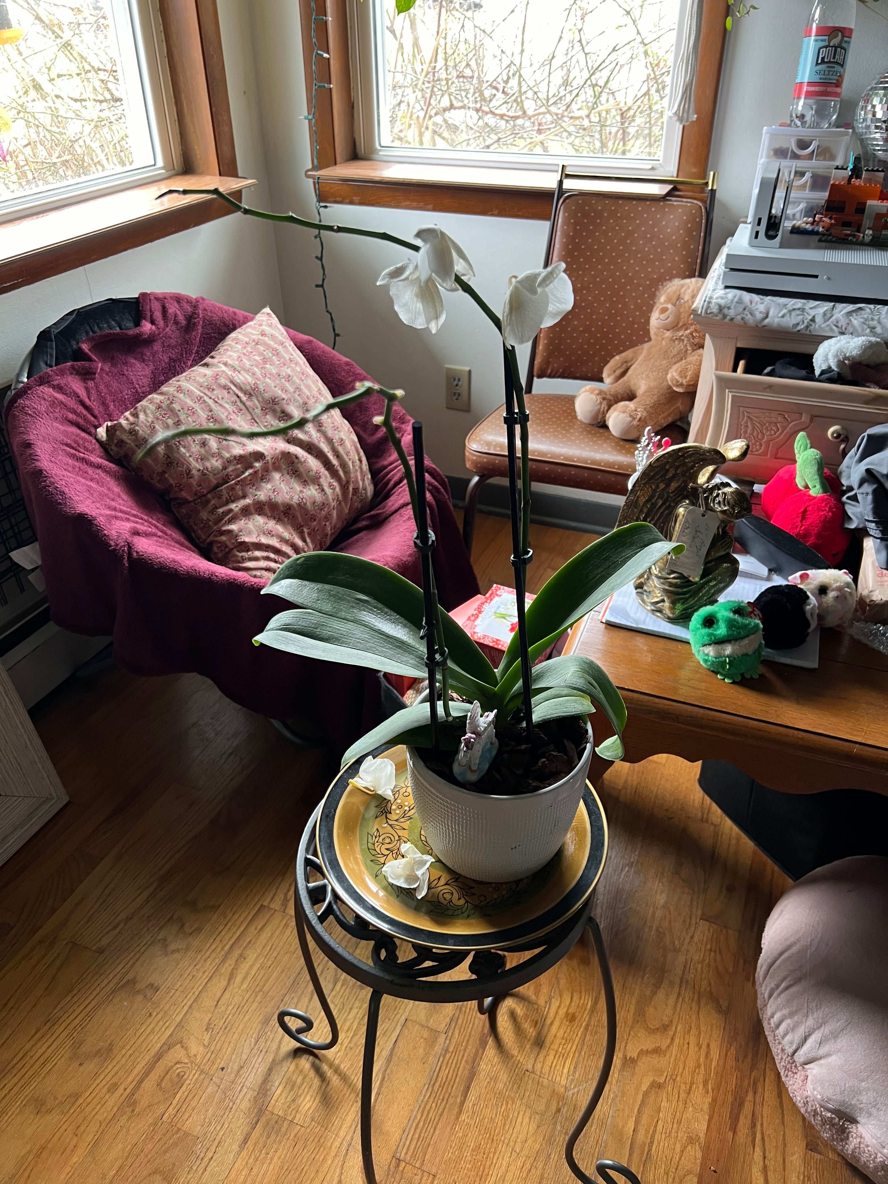 Phalaenopsis Orchid 🌺 Soil