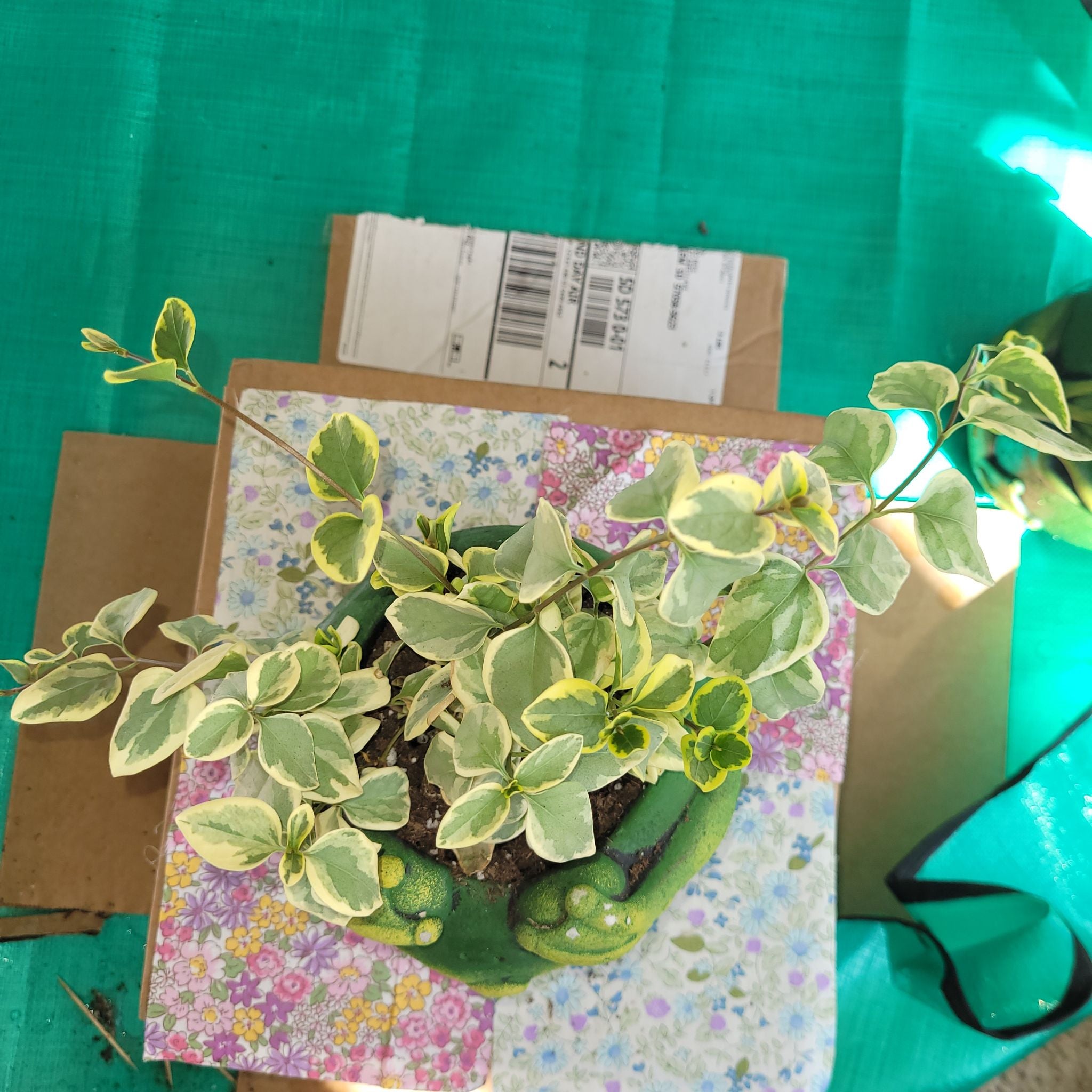 Symbolism and Benefits of the Variegated Vinca Vine