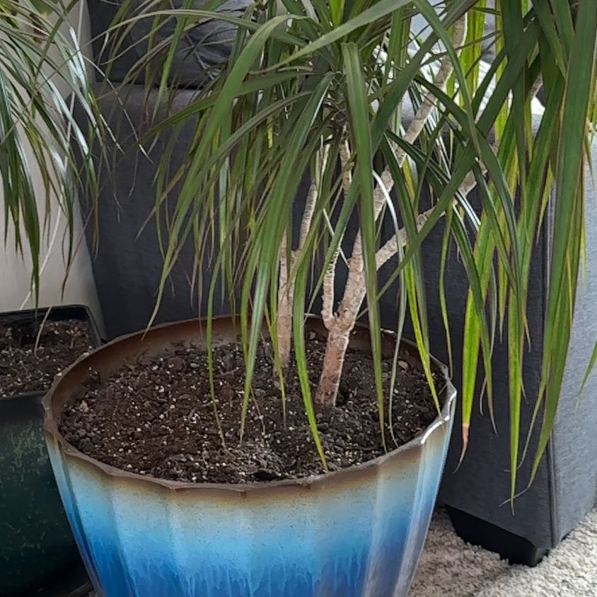 Sigmund | A plant by @QuickCactus on Greg