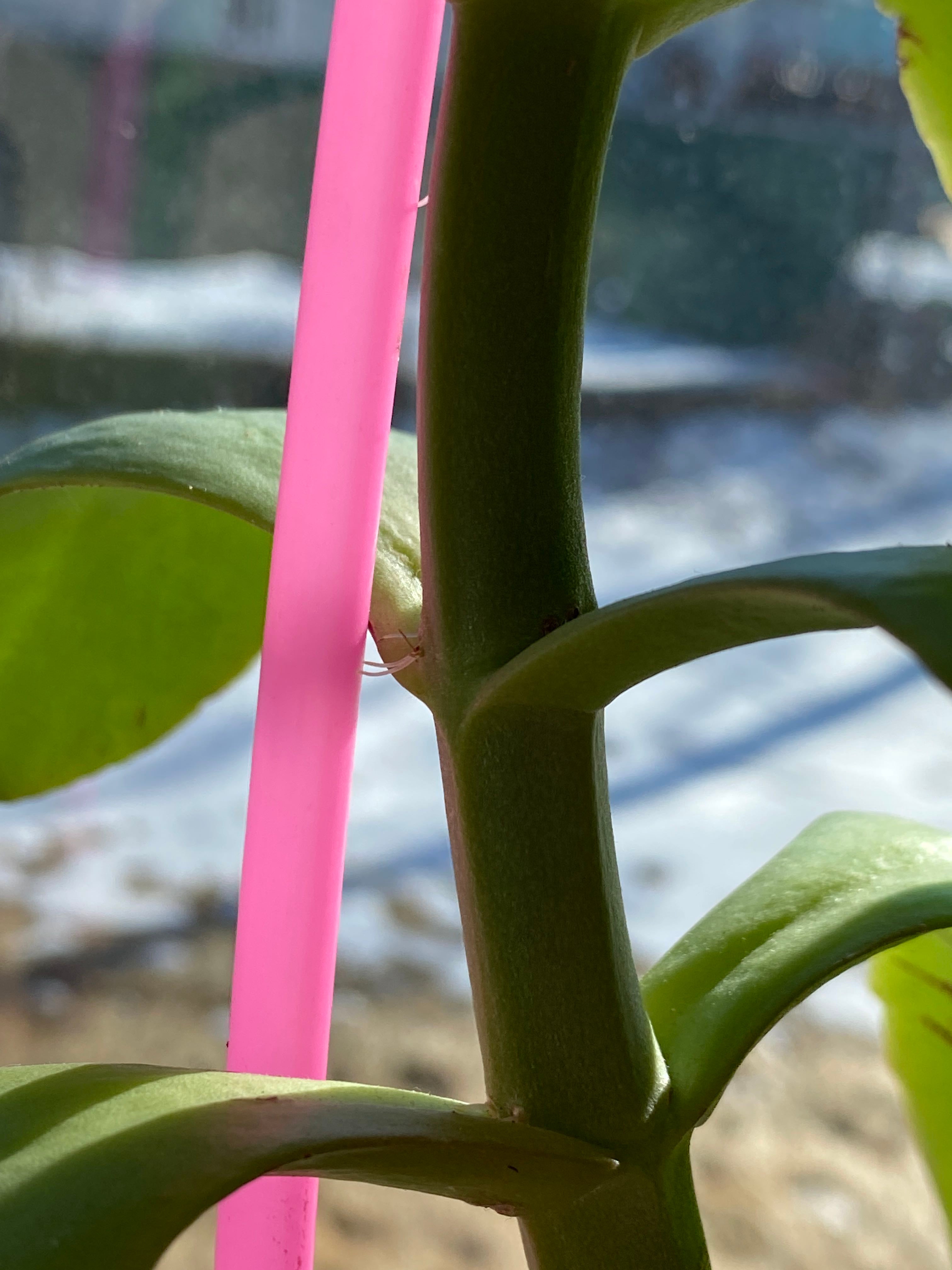 🥞 5 Facts About Flapjack Plant Lifecycle