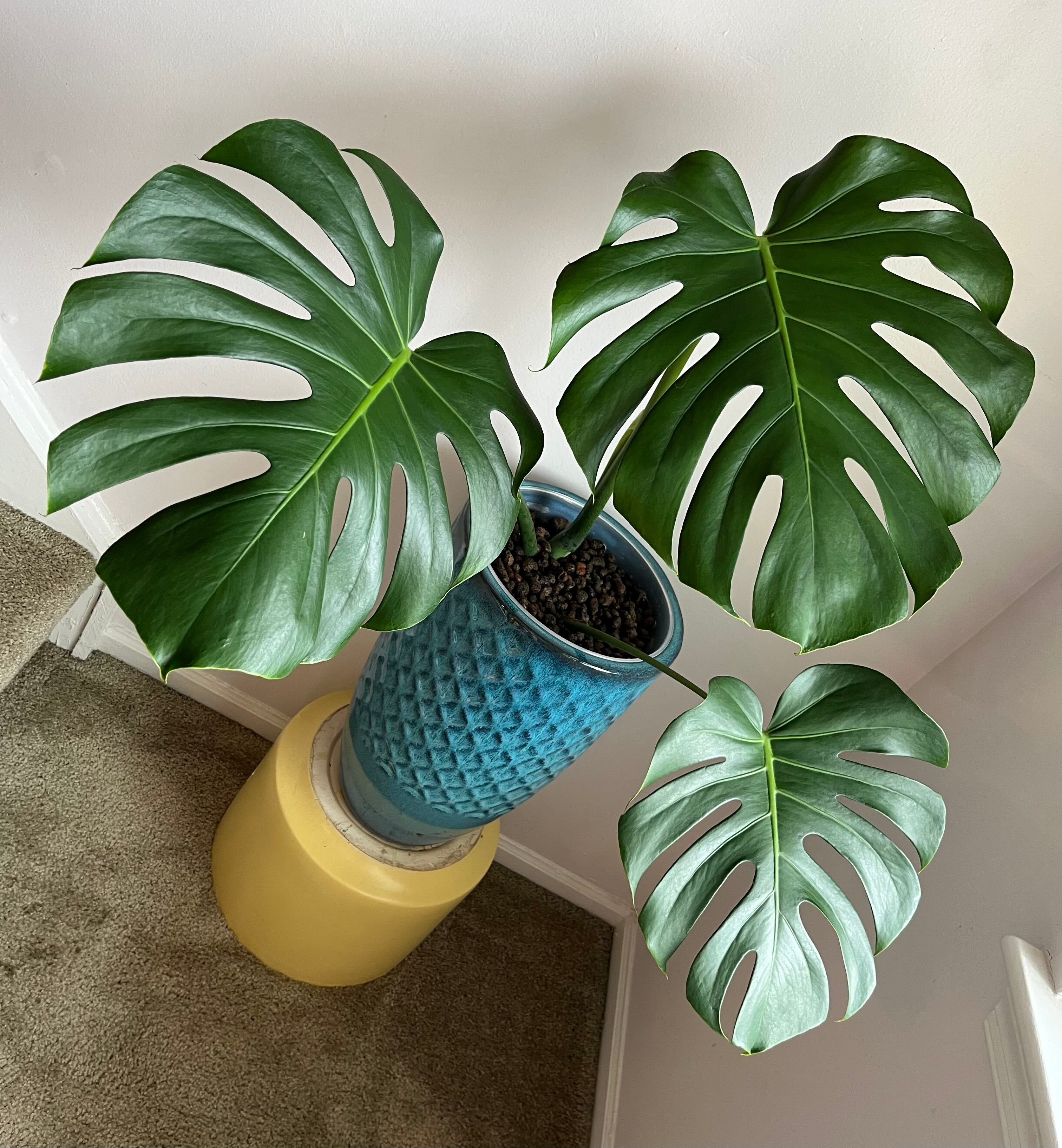 Dwarf Monstera Deliciosa Plant Care: Water, Light, Nutrients | Greg App 🌱