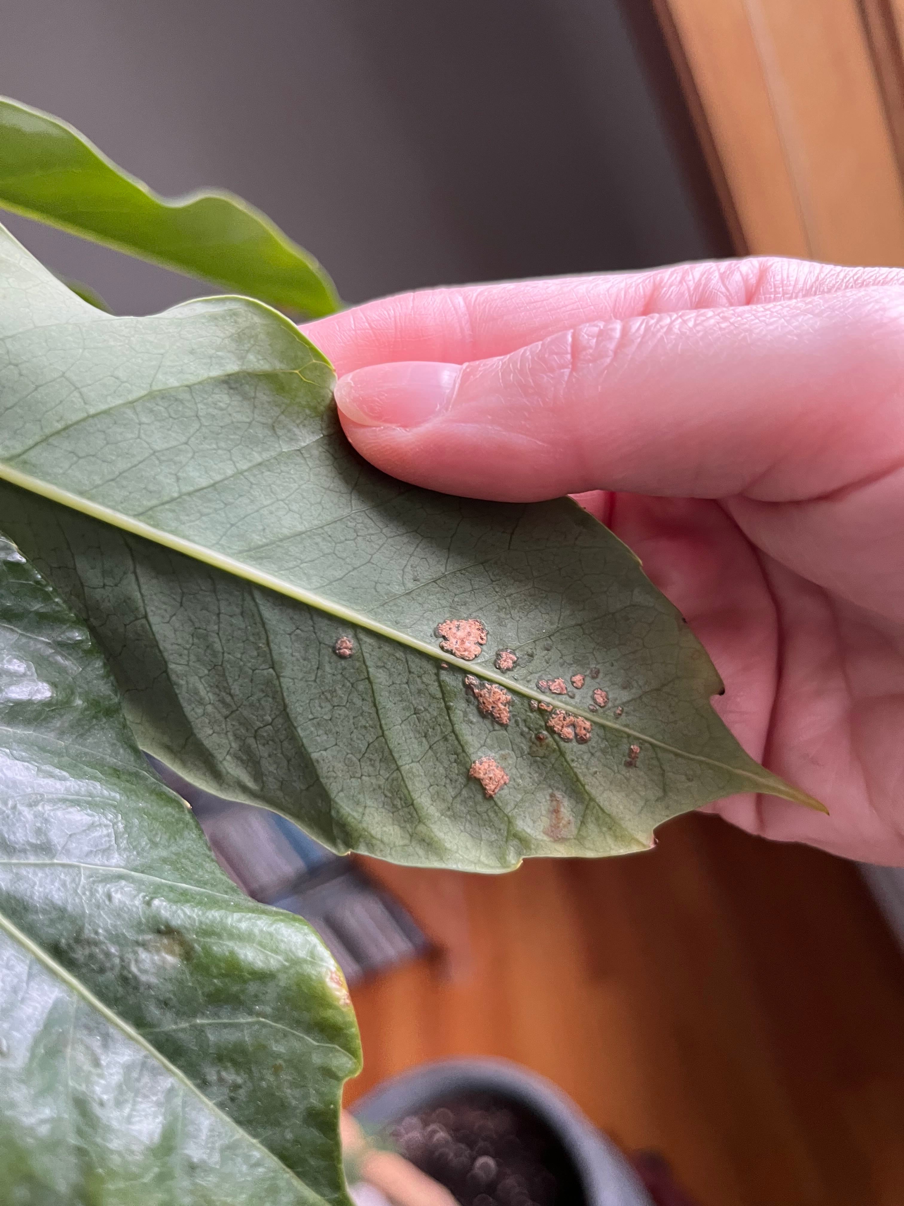 💡 Ultimate Guide to Solving Schefflera Problems