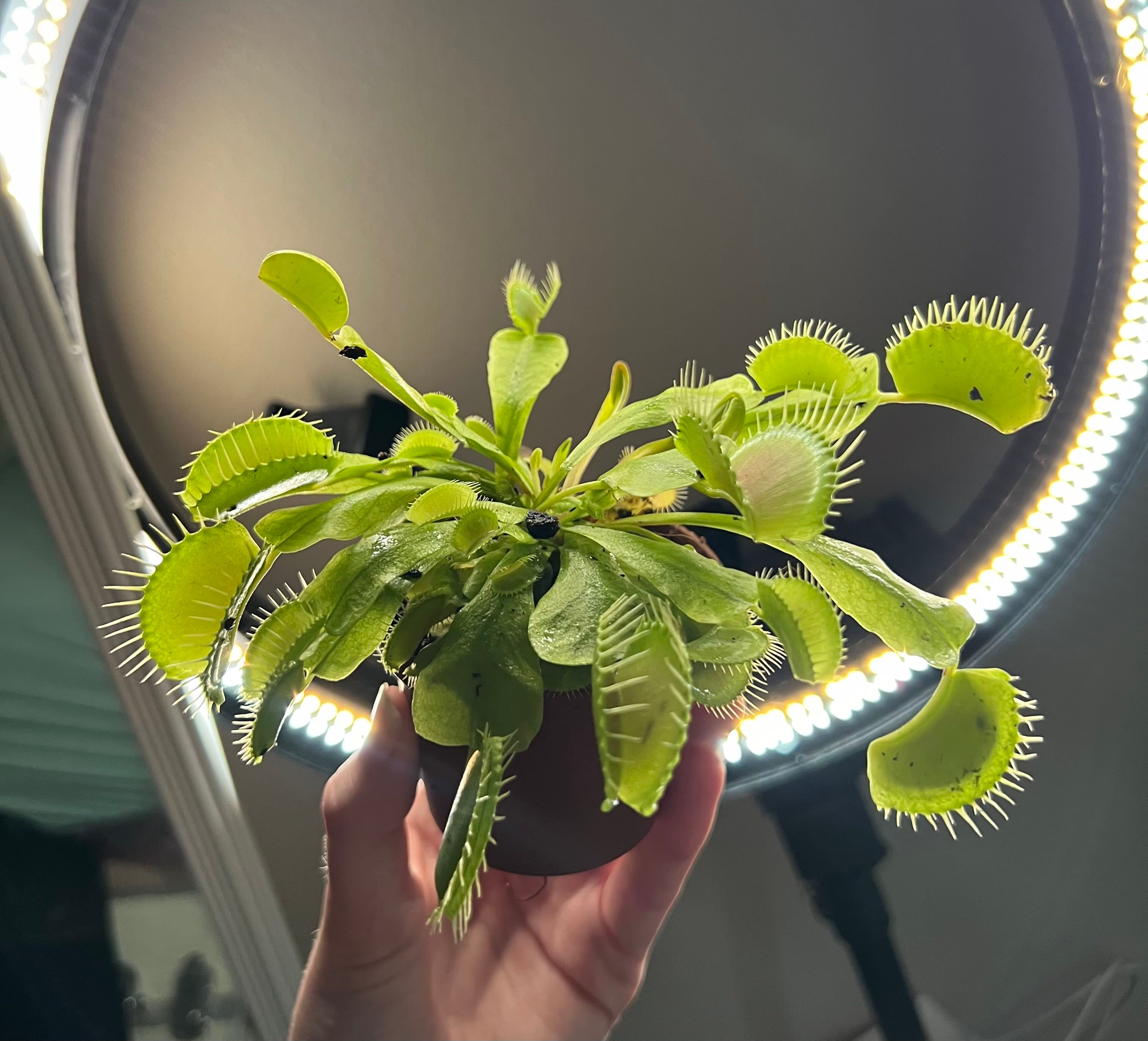 How To Cure Brown Spots On Venus Fly Trap Leaves 🐜