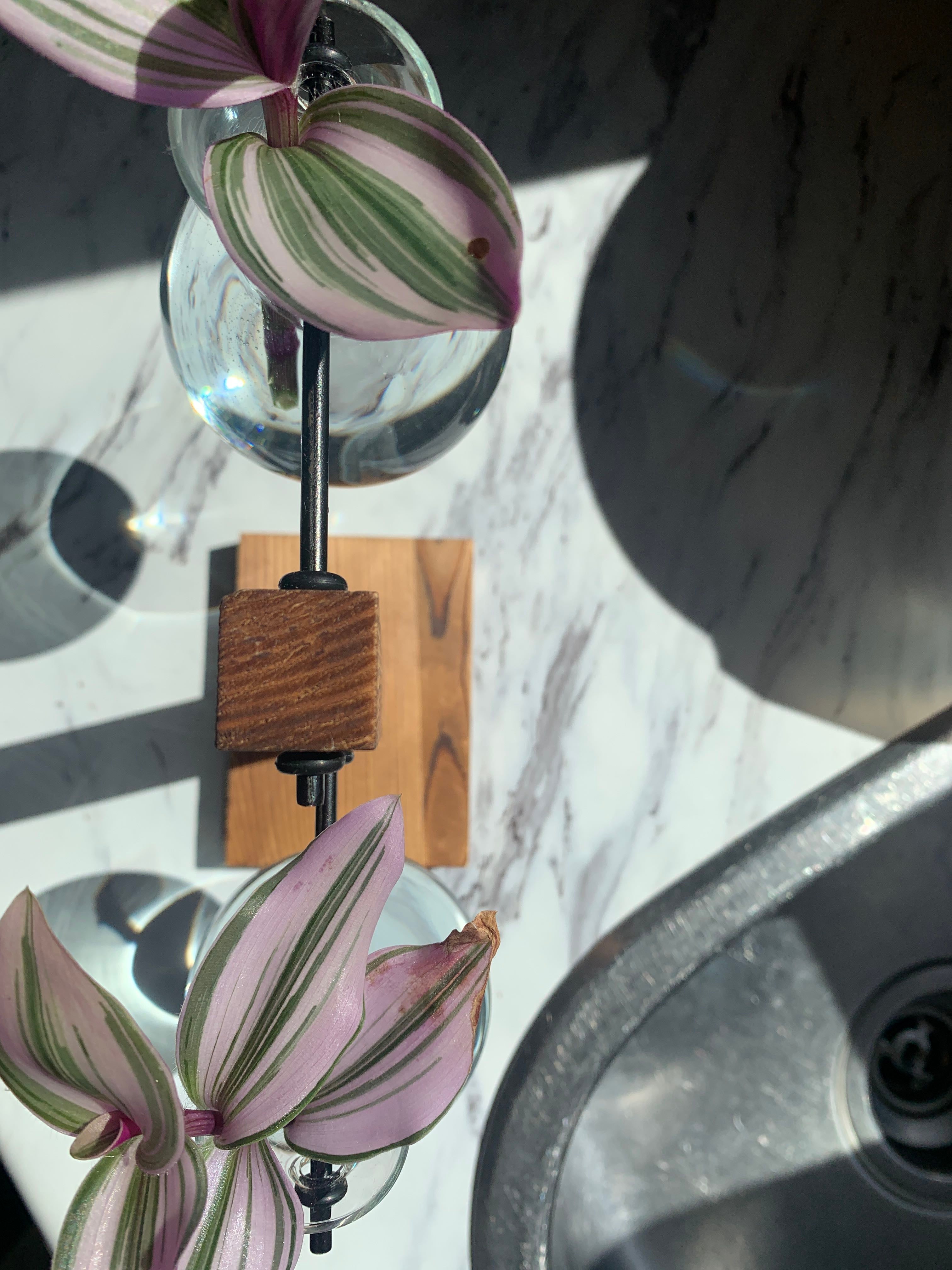 Pale Puma Plant Care: Water, Light, Nutrients | Greg App 🌱