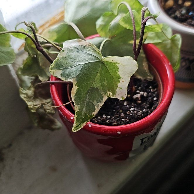 Eddie | A plant by @PrizeTigerfern on Greg