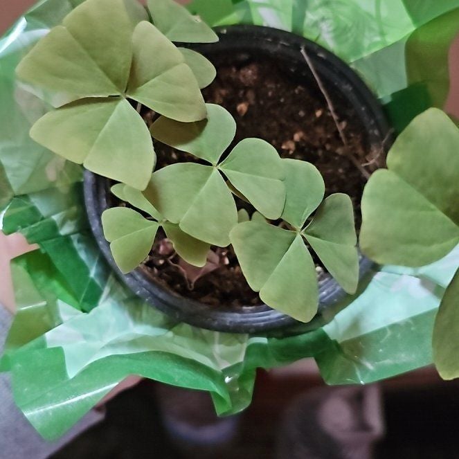 Sham 2 | A plant by @PrizeTigerfern on Greg