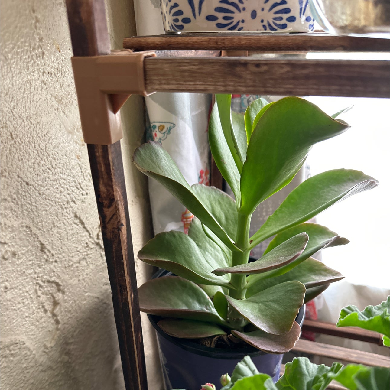 What Are The Bugs on My Dragonfire Kalanchoe? 🐛