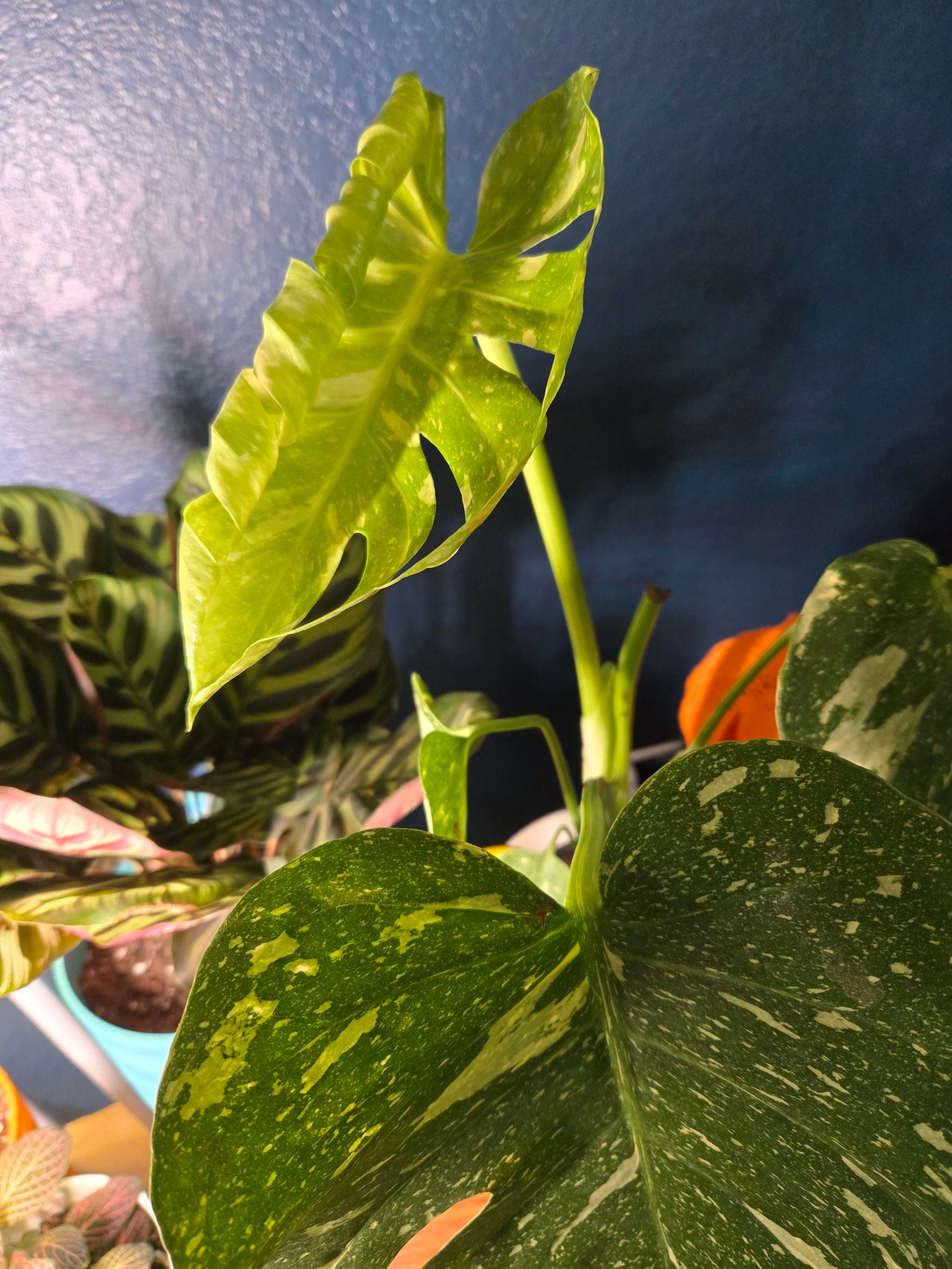 Monstera Radicans Plant Care: Water, Light, Nutrients | Greg App 🌱