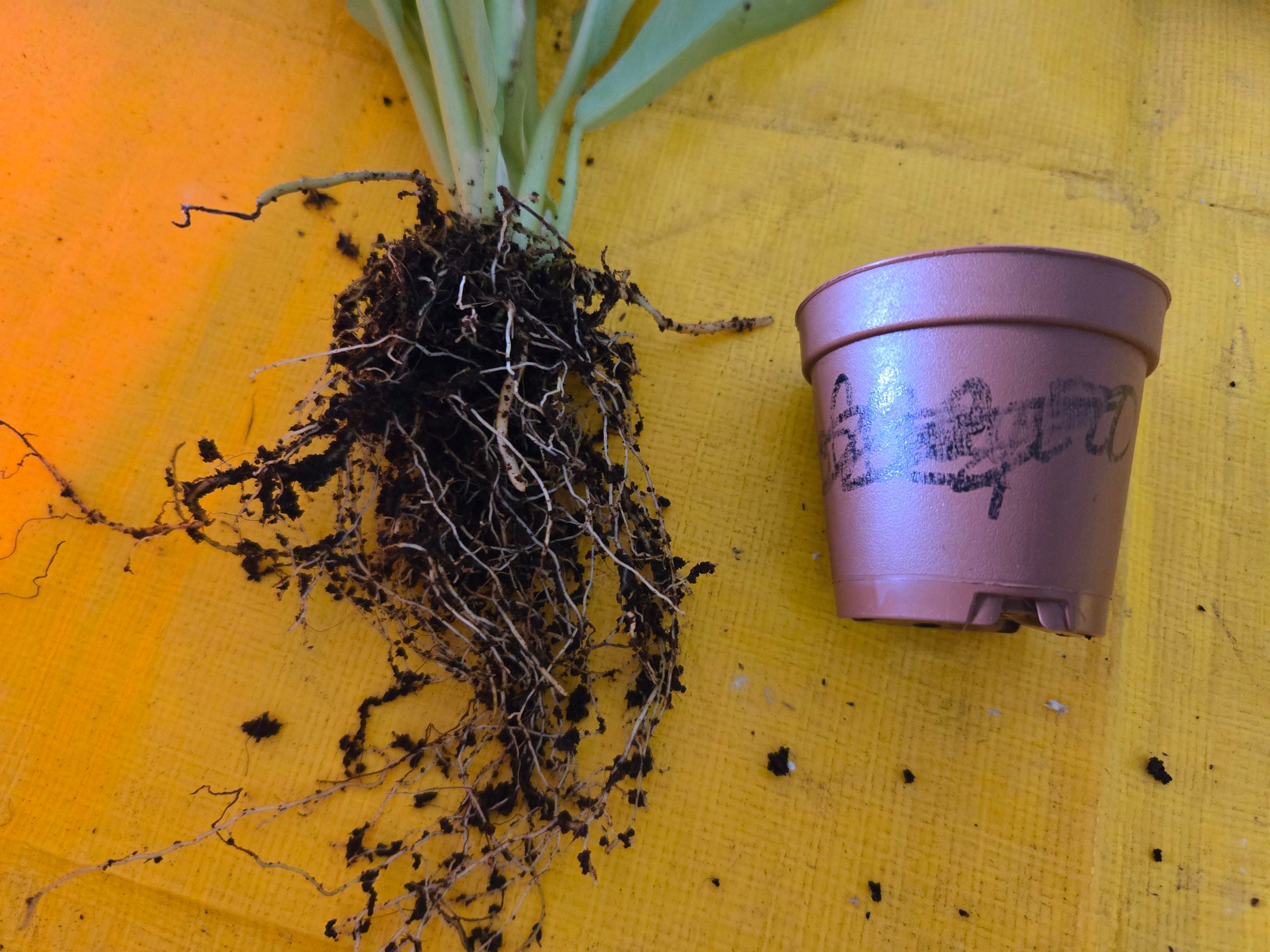 Crazy how many roots can fit in this tiny pot! I just got...