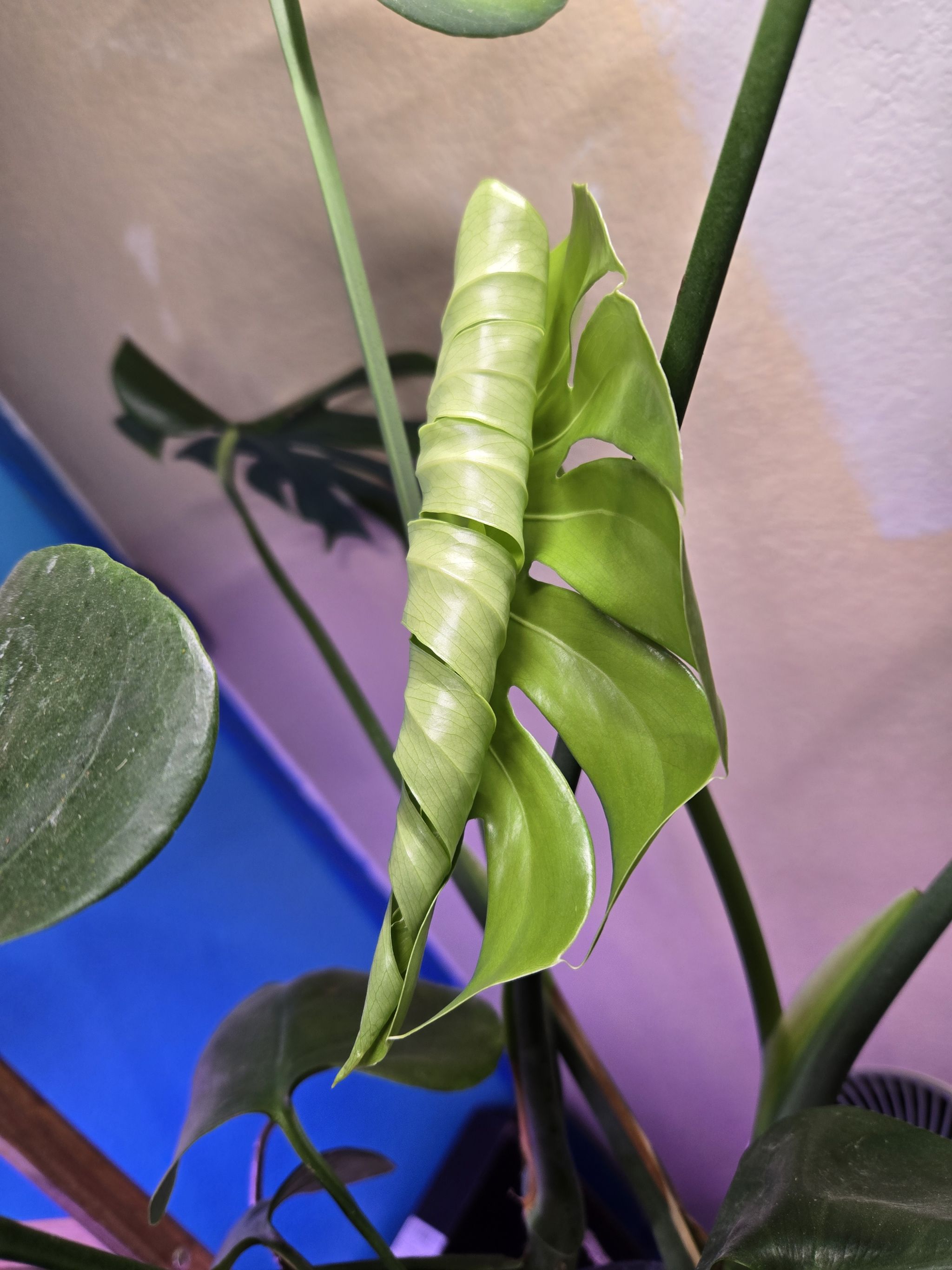 Monstera: How Much Water & Light Does it Need to Thrive?