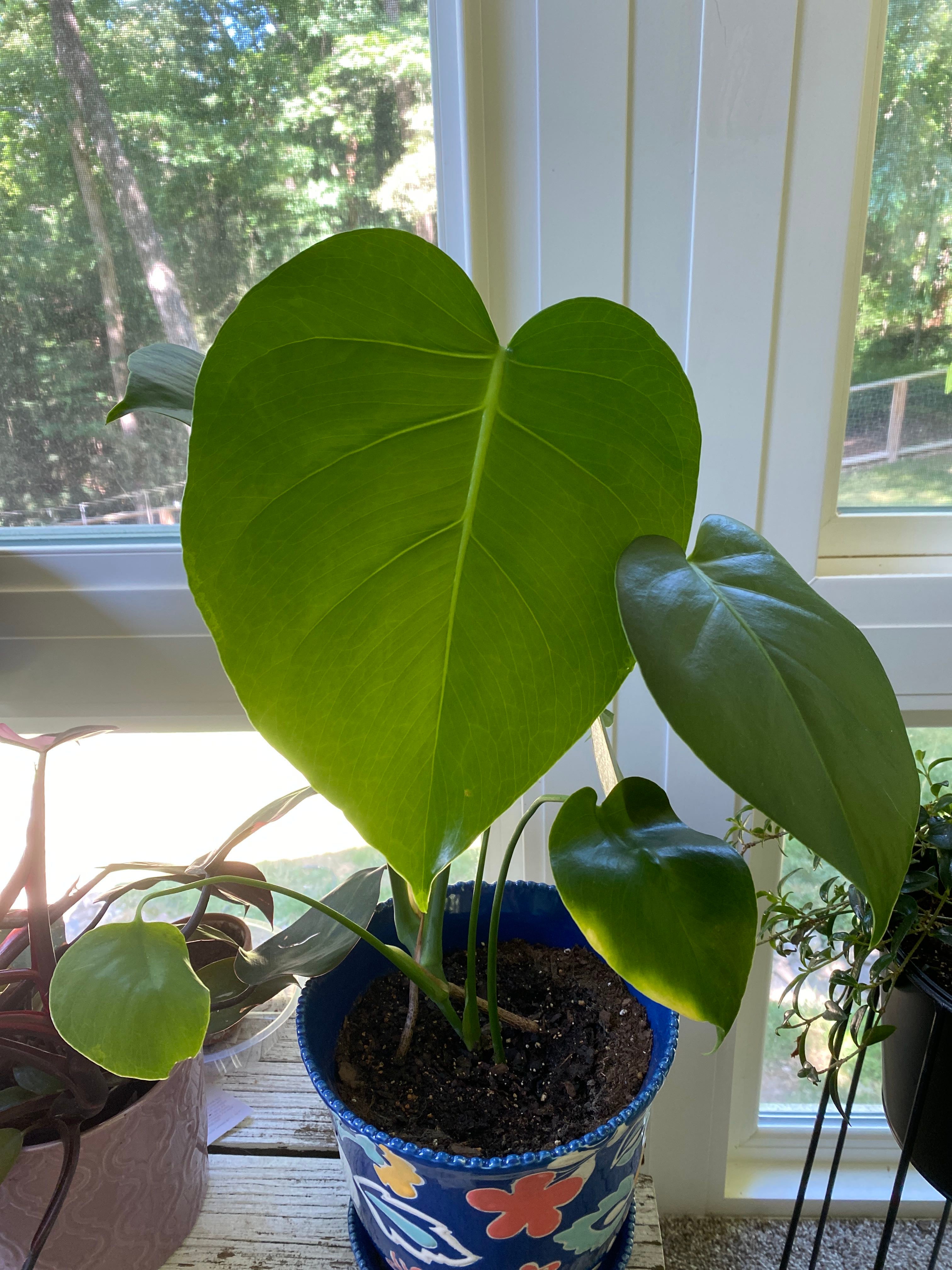 Monstera pinnatipartita 'Siam' Plant Care: Water, Light, Nutrients ...