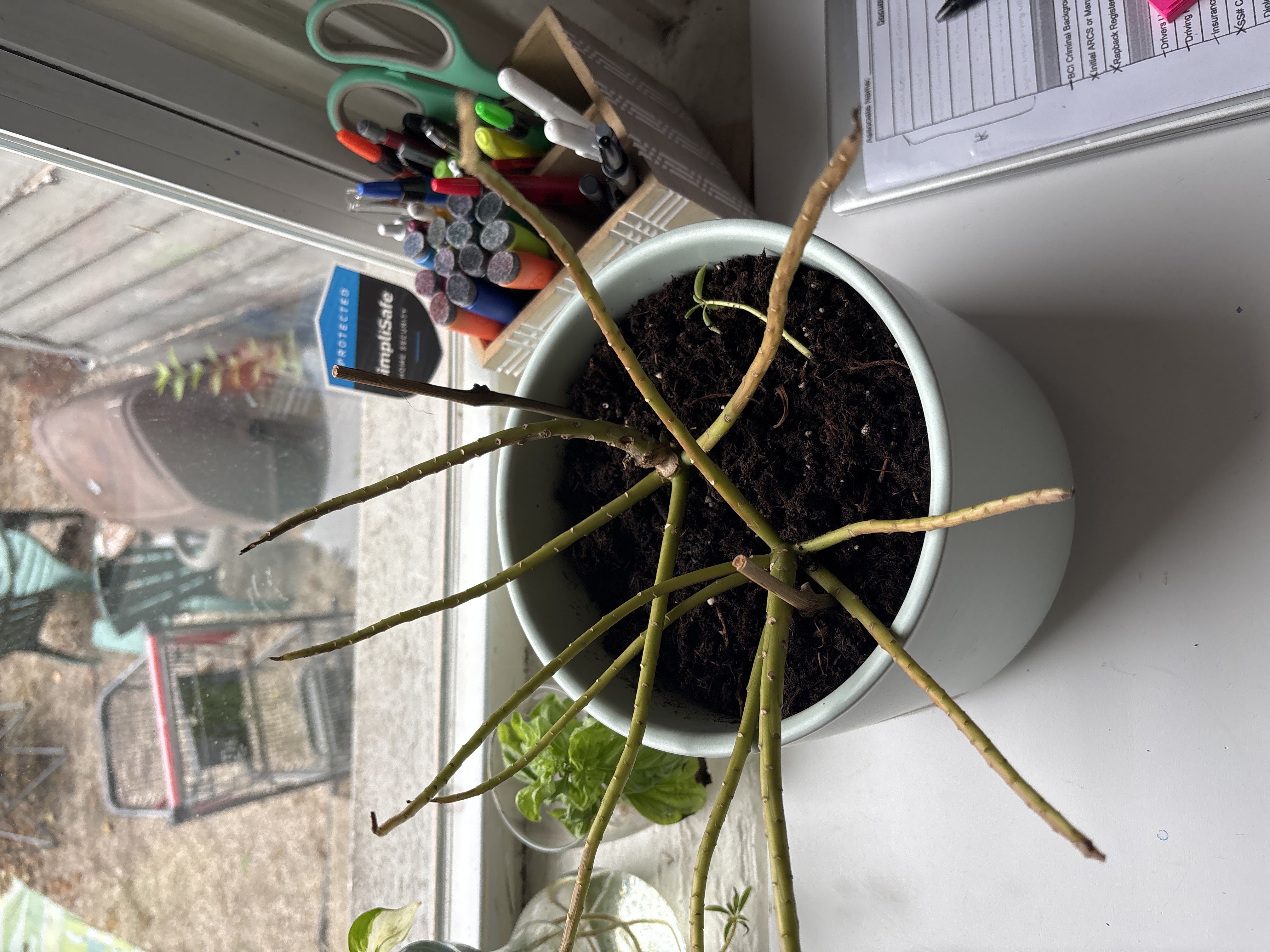 Peperomia 'Green Gold' Care 101: Water, Light & Growing Tips