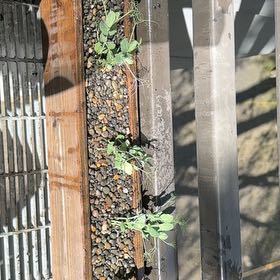 Speckled Snow Pea Plant Care: Water, Light, Nutrients | Greg App 🌱