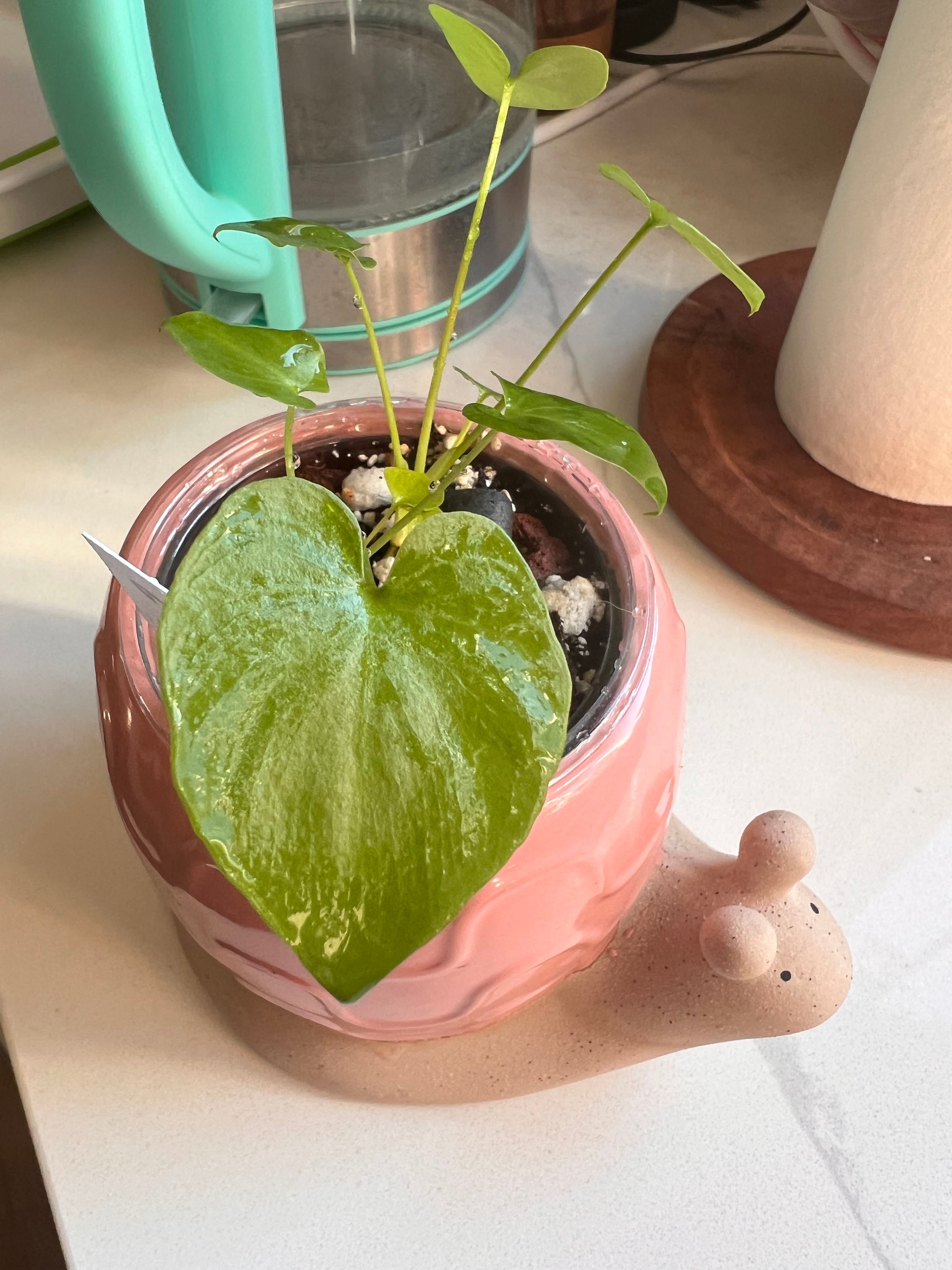 How to Care for Rudolph Philodendron: Mastering Water, Sunlight & More