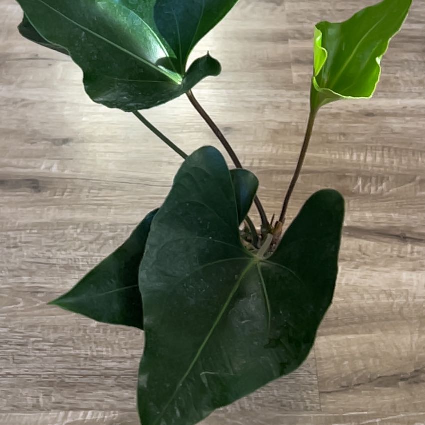 Anthurium ‘Arrow’ Plant Care: Water, Light, Nutrients | Greg App 🌱