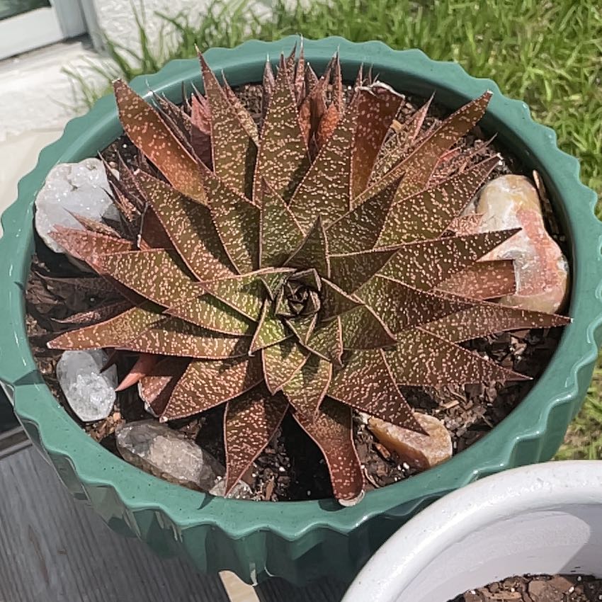 Daddy Big | A plant by @BigPersianivy on Greg