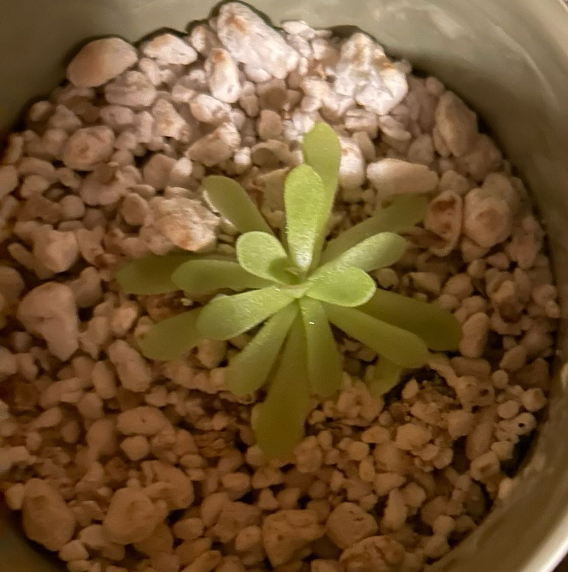 The Complete Butterwort Plant Care Guide: Water, Light & Beyond