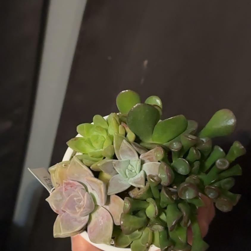 Marley | A plant by @CivilSafflower on Greg