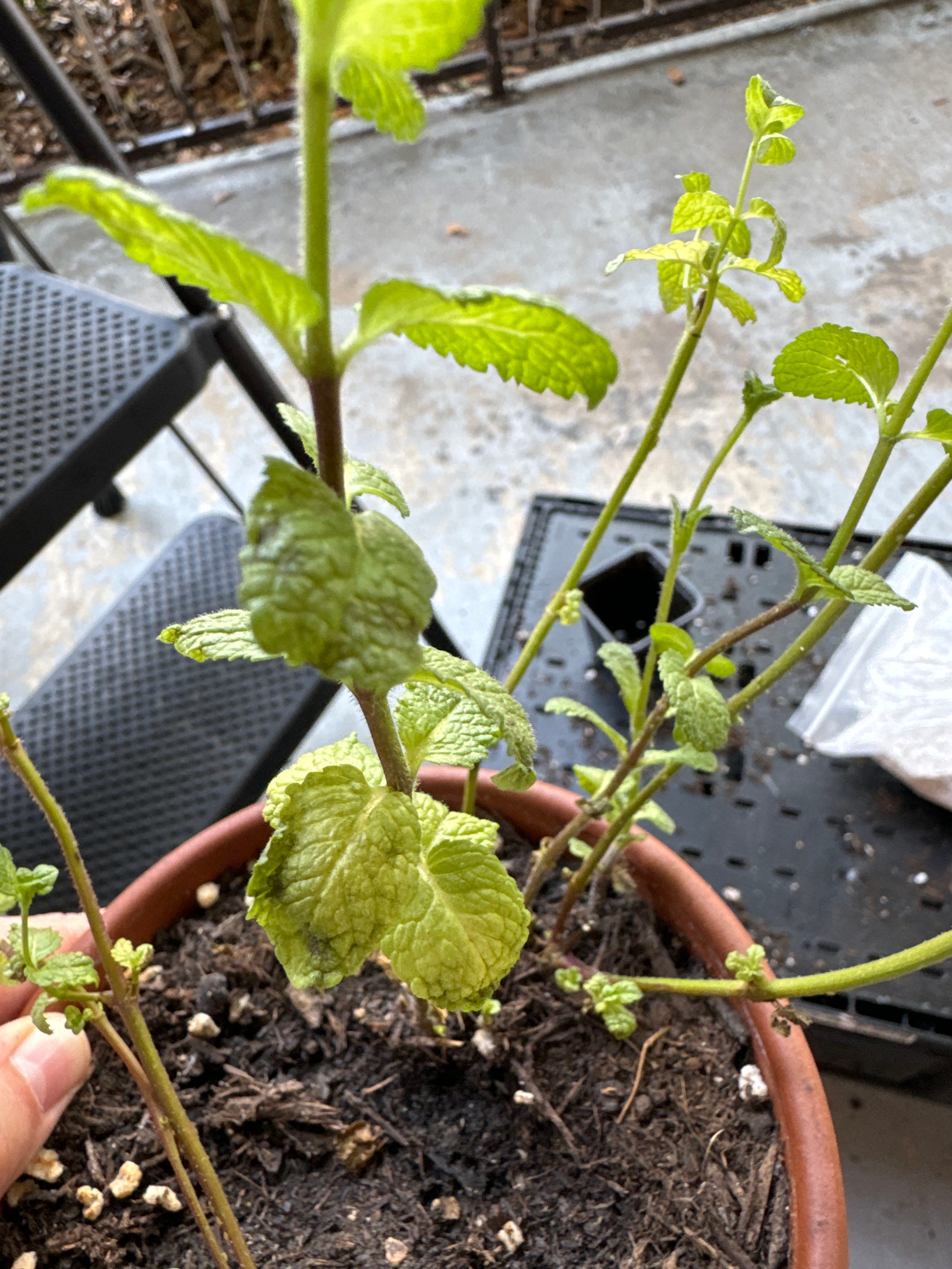 🍋 Ultimate Guide to Indoor Lemon Balm Care