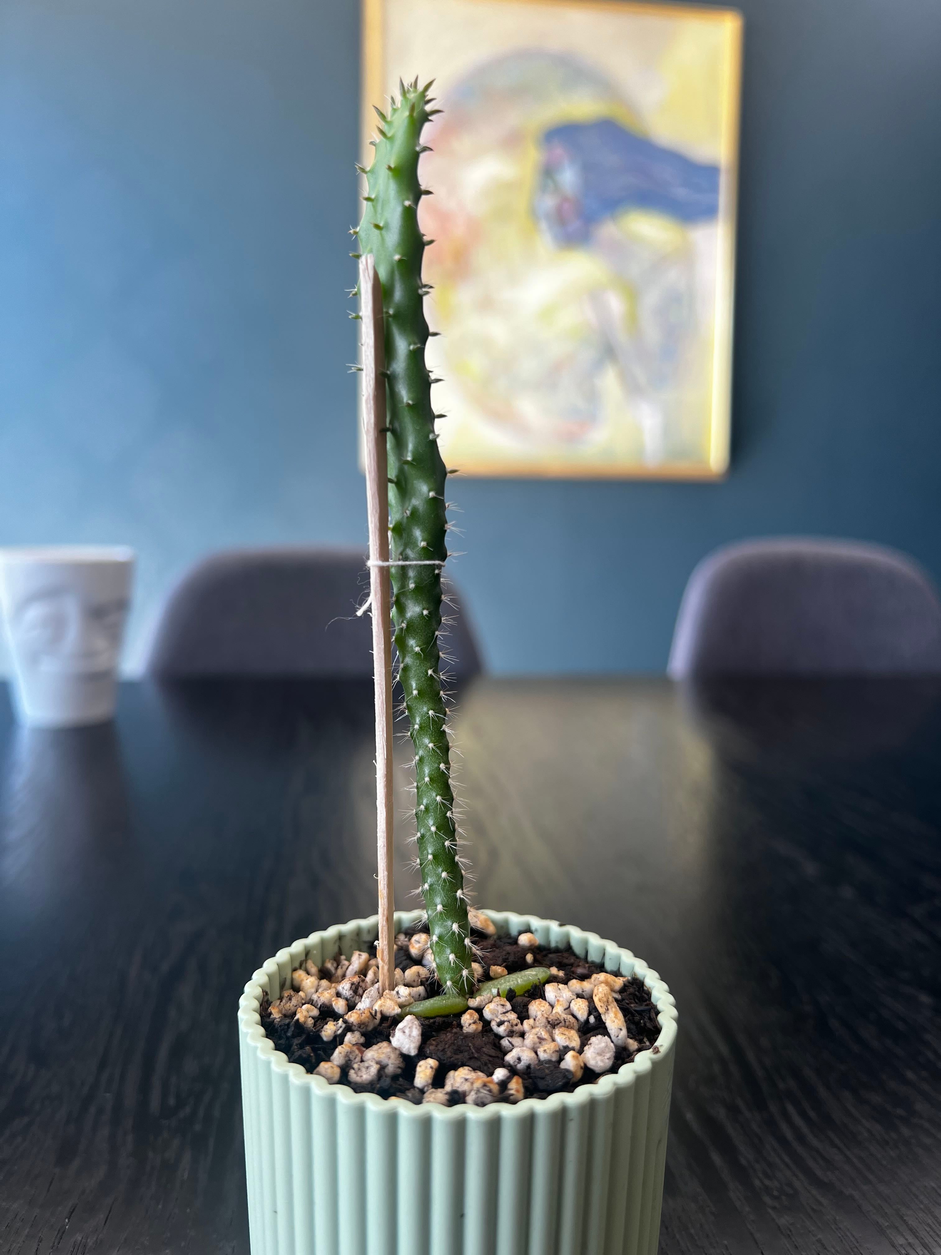 Keep Your Drooping Prickly Pear Alive: Light, Water & Care Instructions