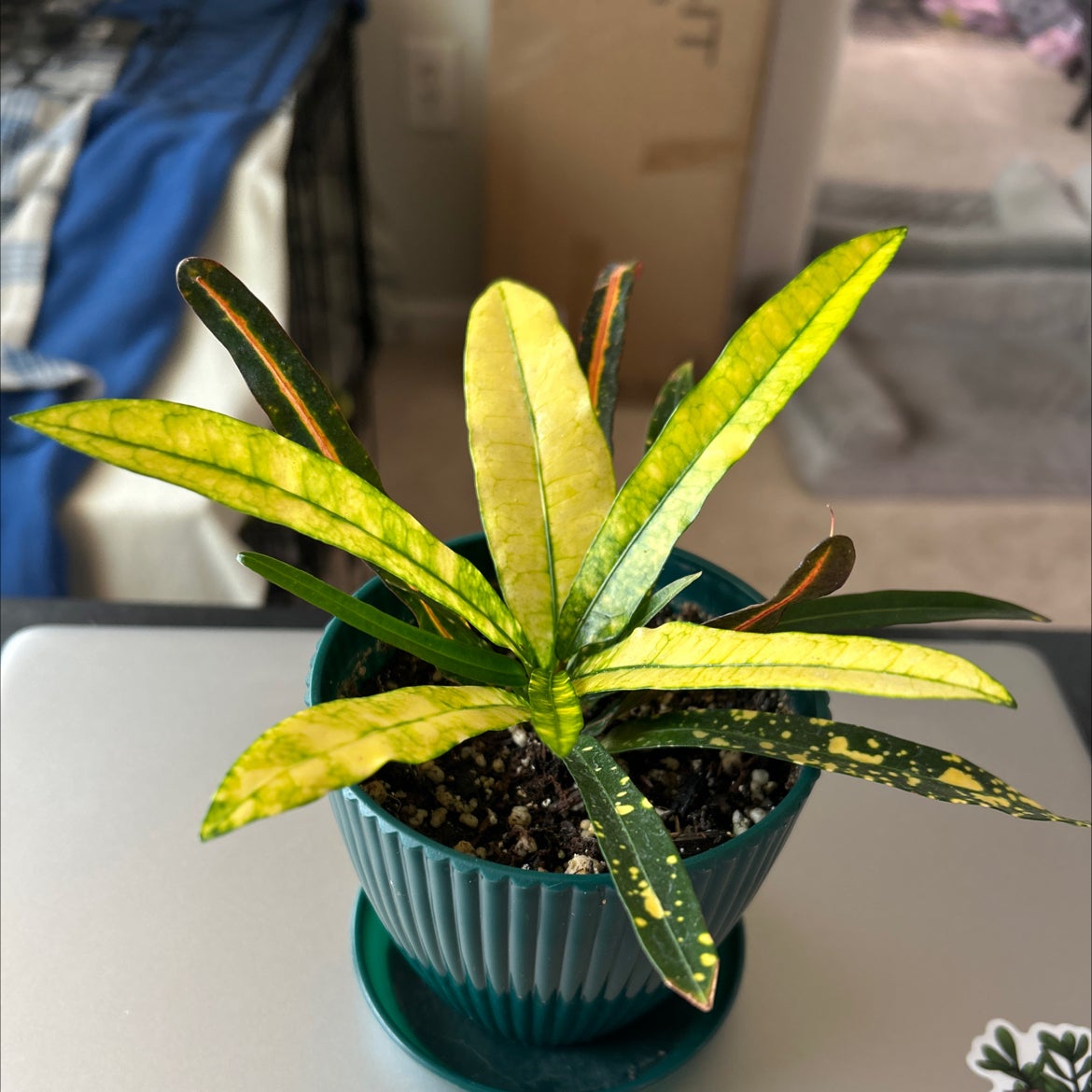 Croton 'Victoria Gold Bell' Plant Care: Water, Light, Nutrients | Greg ...