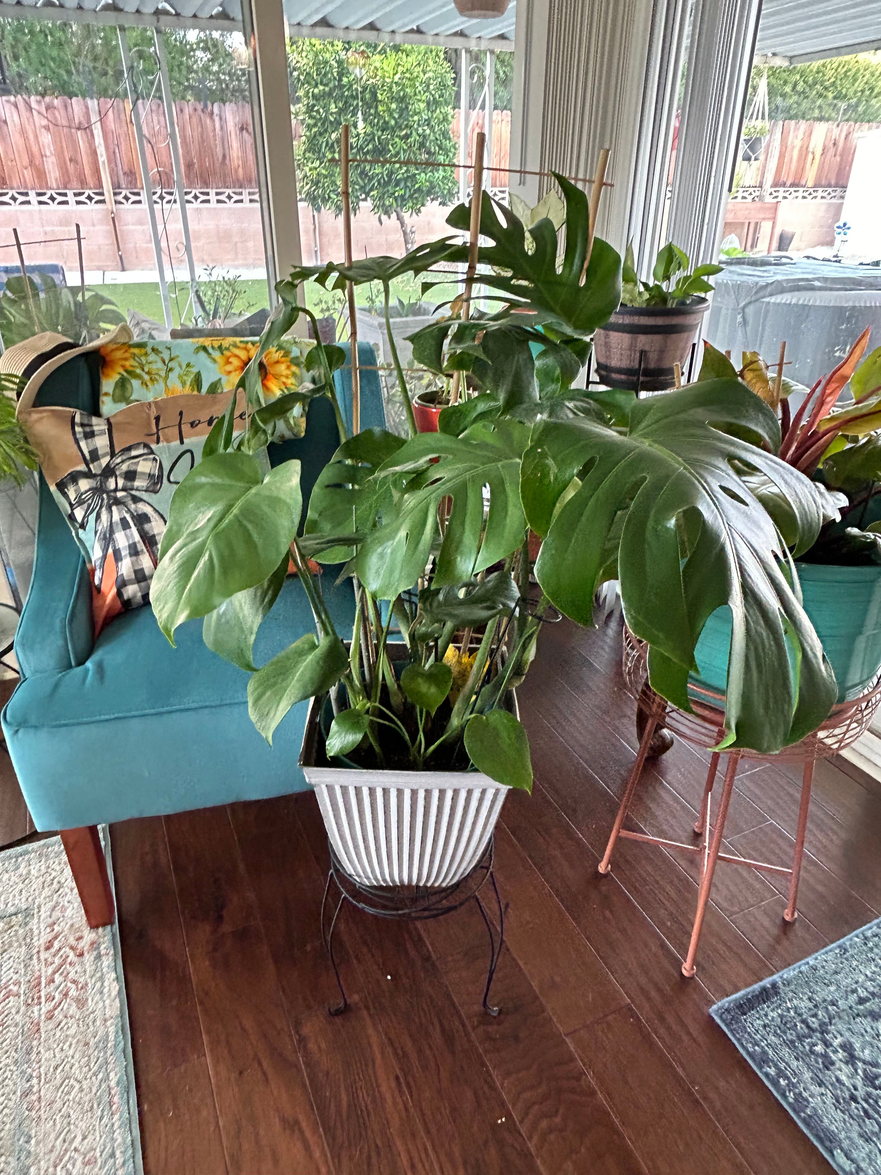 Why Are My Monstera aureopinnata Leaves Droopy? 😔