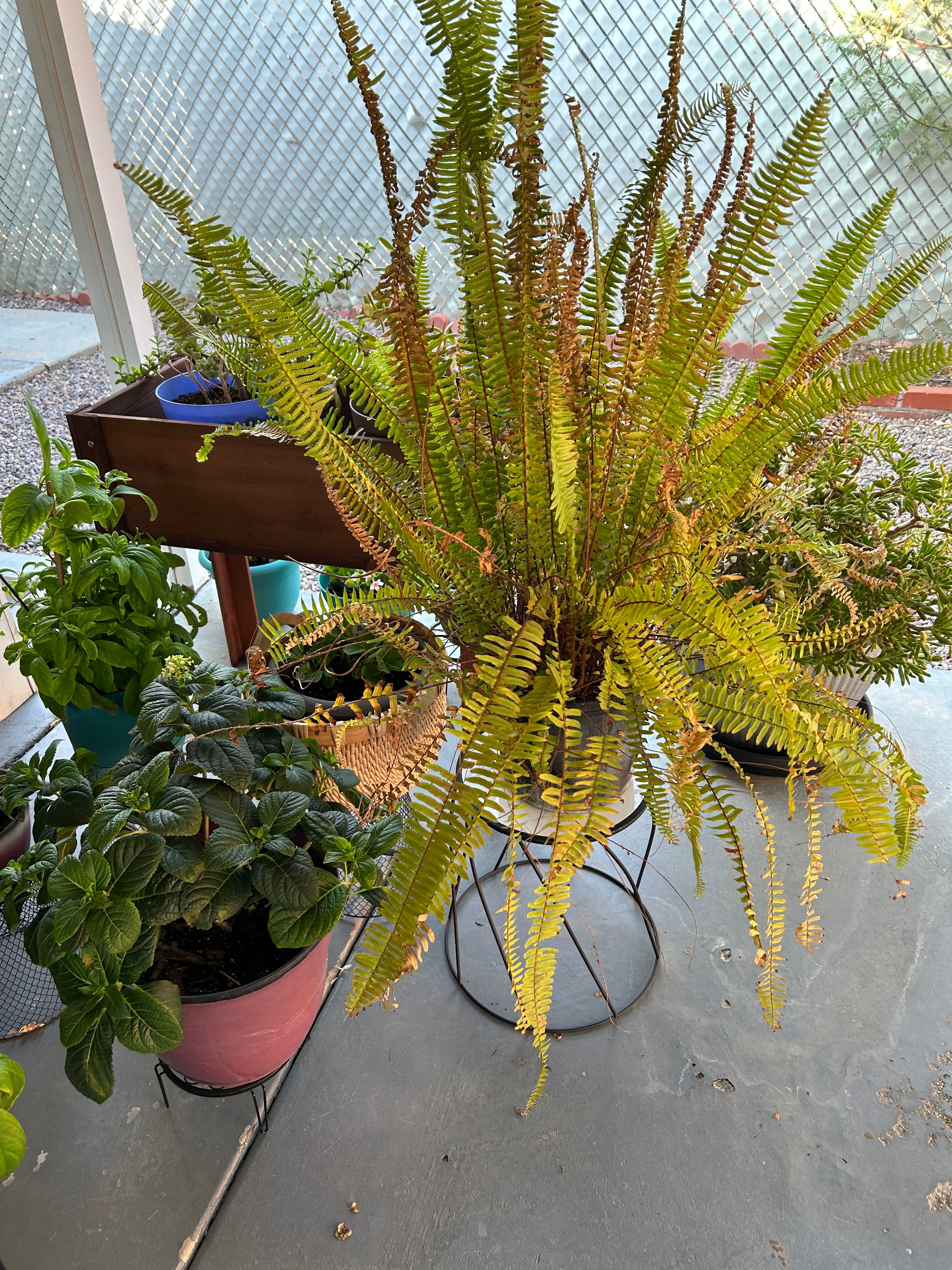 🗡️ 4 Factors Influencing Giant Sword Fern Growth