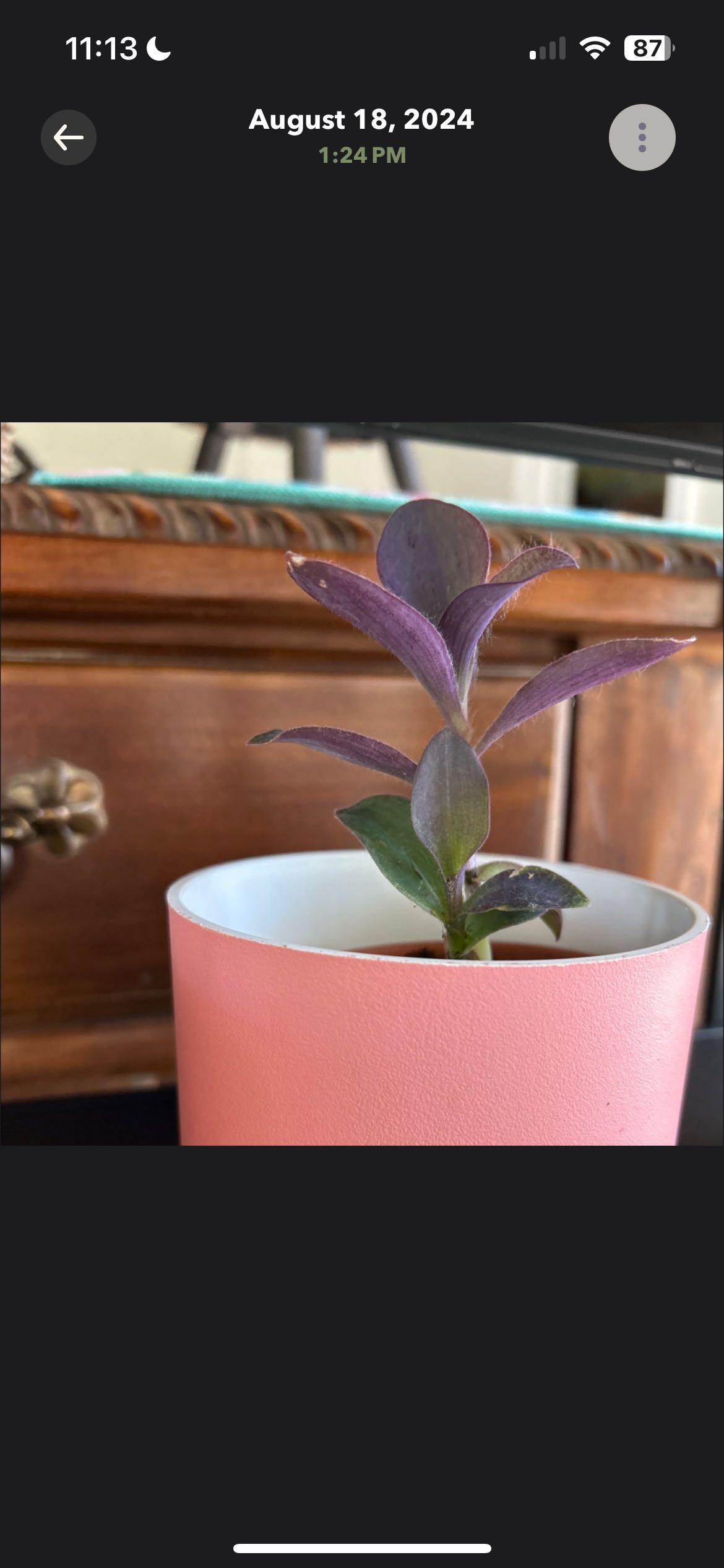 Propagating Your Purple 💜 Heart: Step-by-step Guide