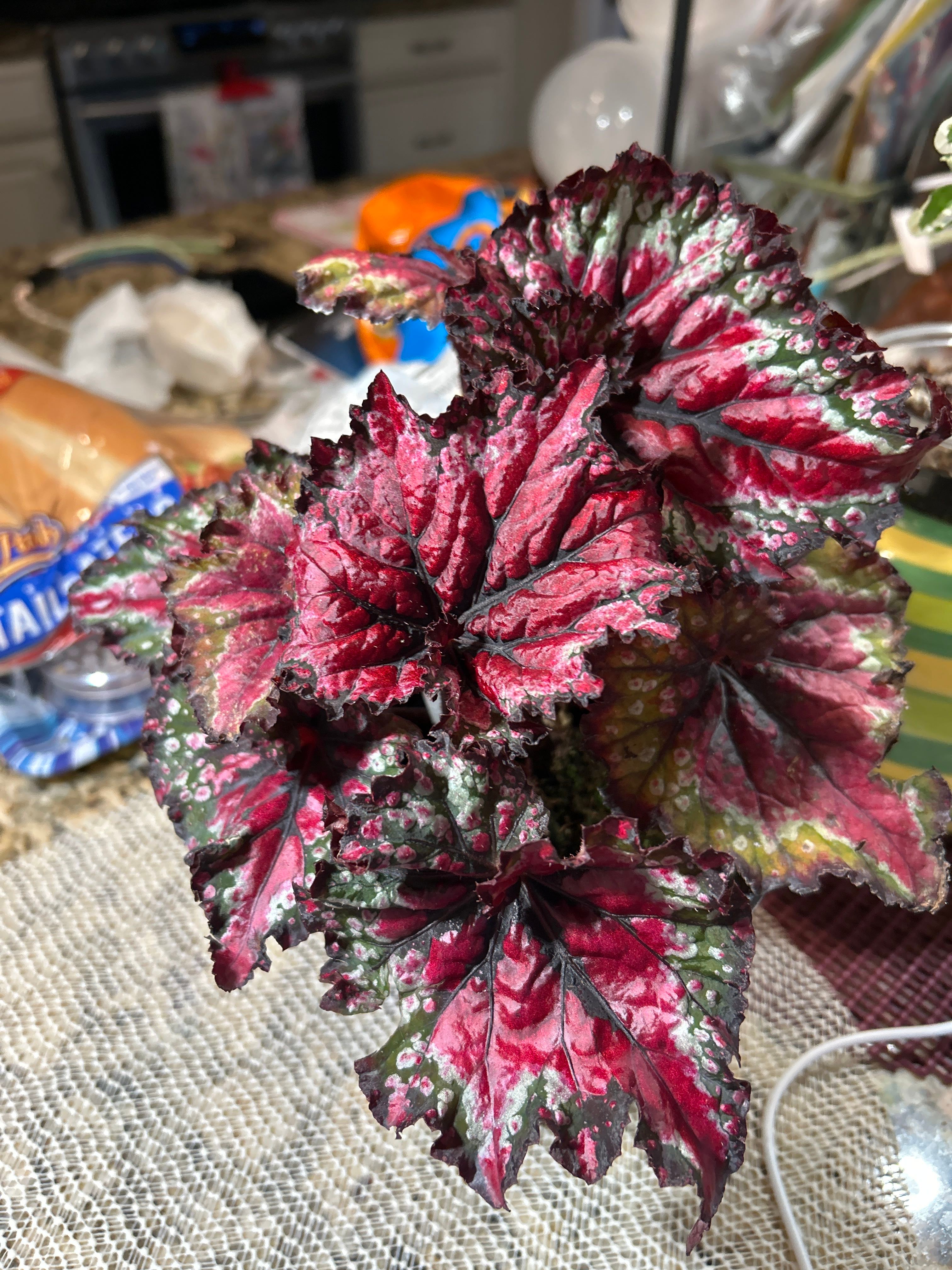 🌼 Introduction to Begonia Sun Dancer Yellow Red Picotee