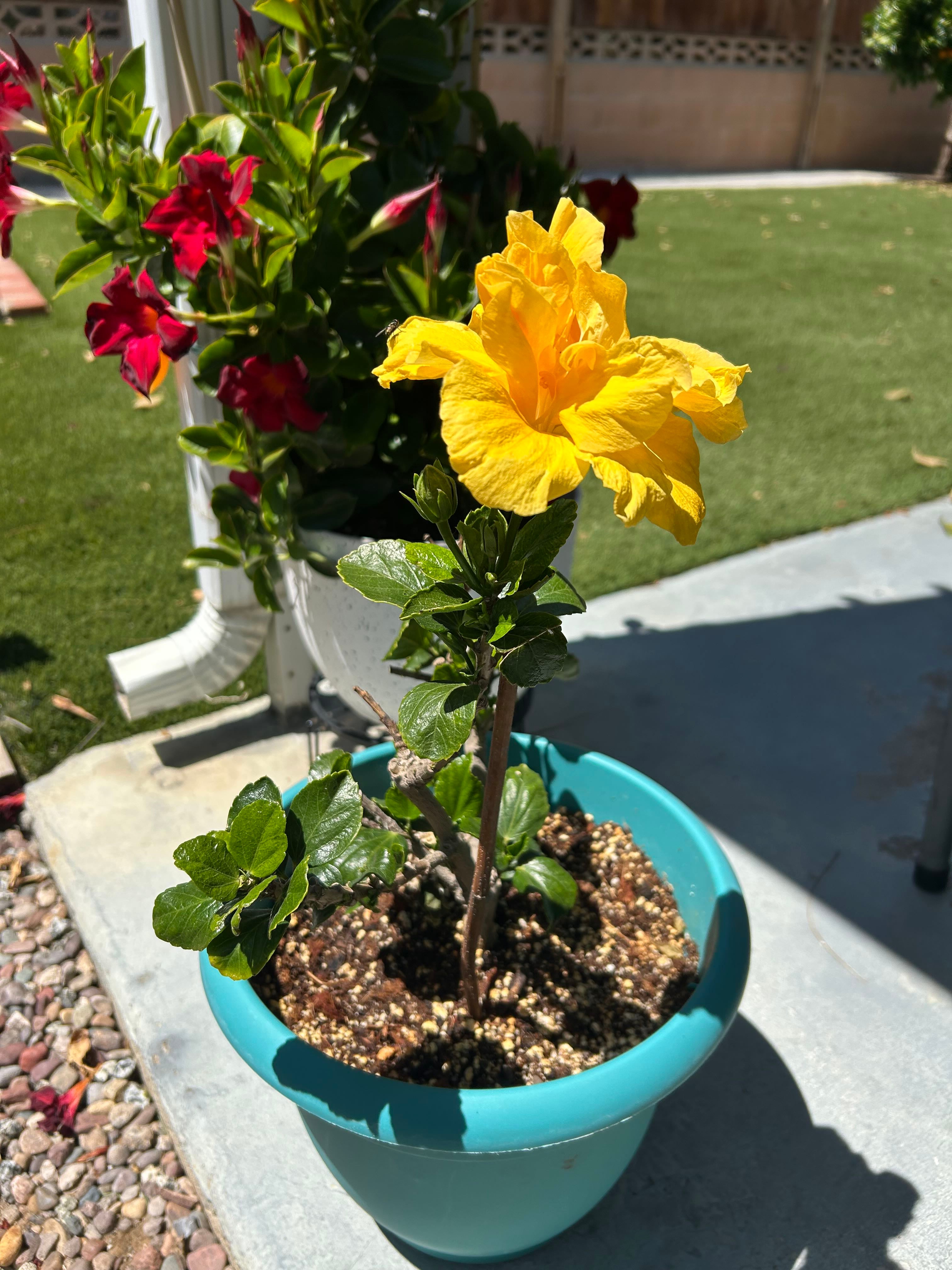 🌺 Dwarf Hibiscus Varieties that Belong in Your Garden
