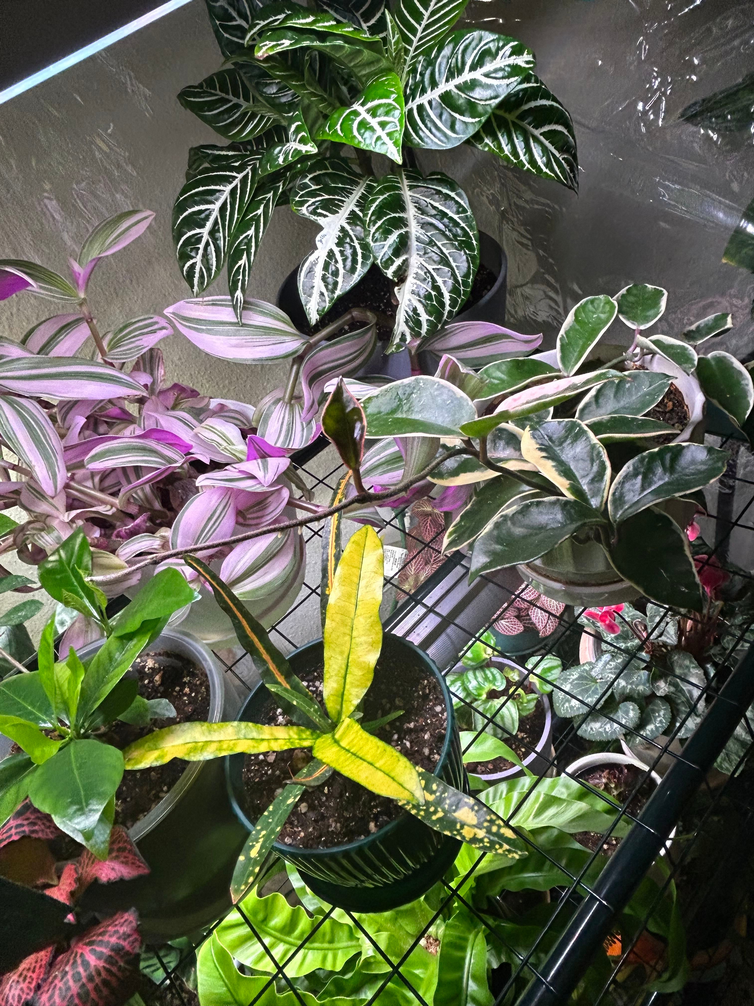 🌱 9 Plants That Thrive Alongside Narrow-Leaf Chinese Evergreen