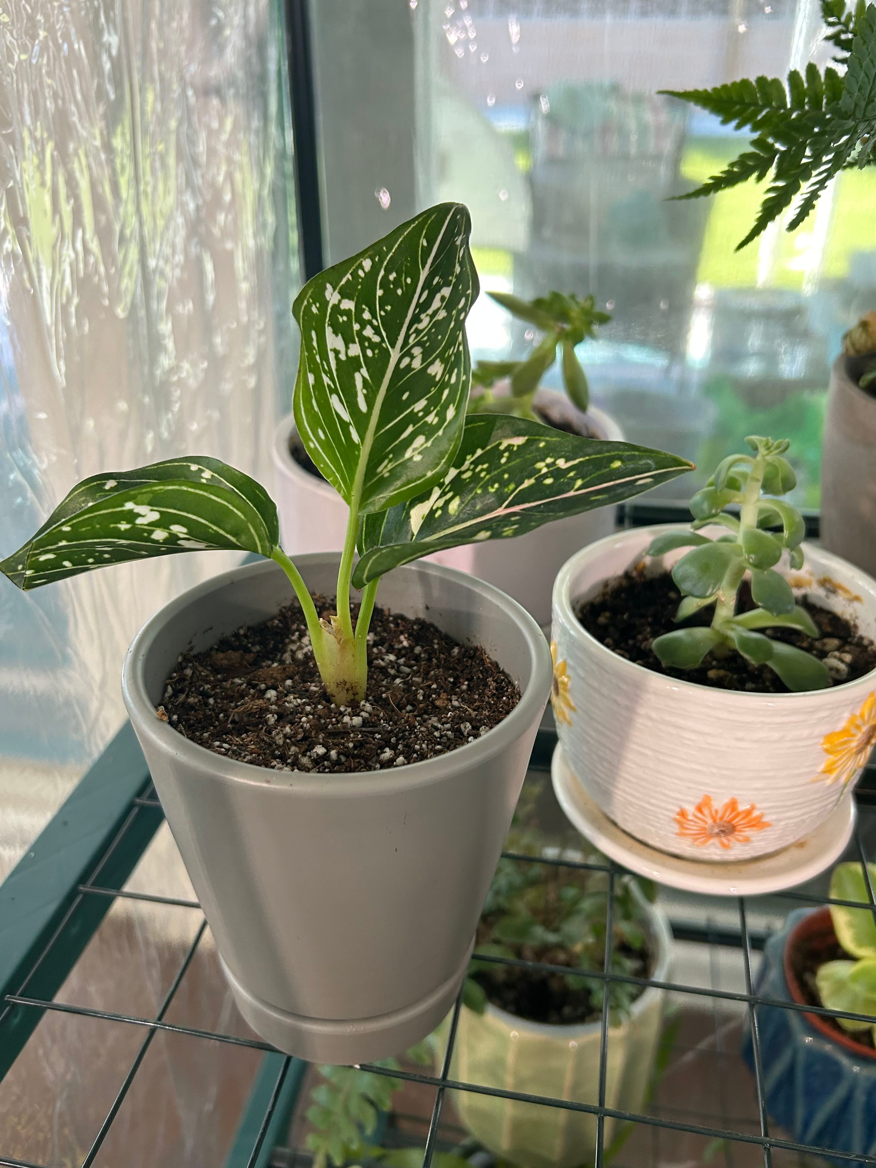 🌱 9 Plants That Thrive Alongside Narrow-Leaf Chinese Evergreen