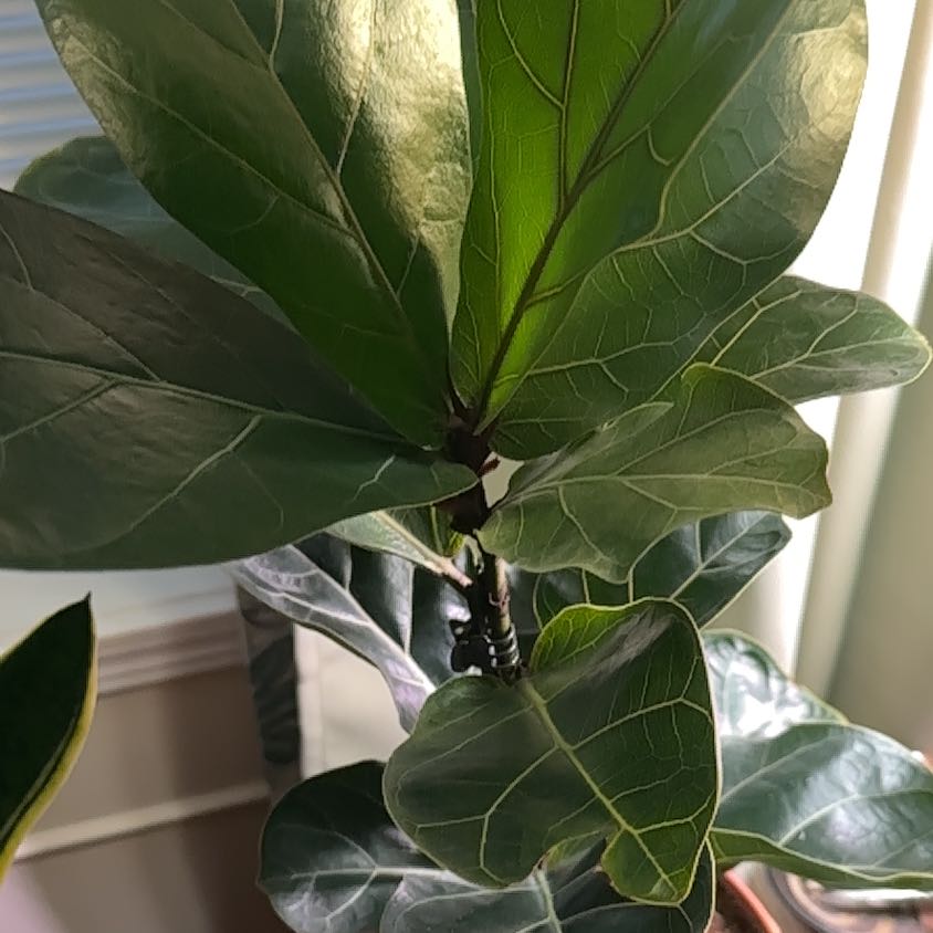 Achilles | A plant by @SapientMango on Greg