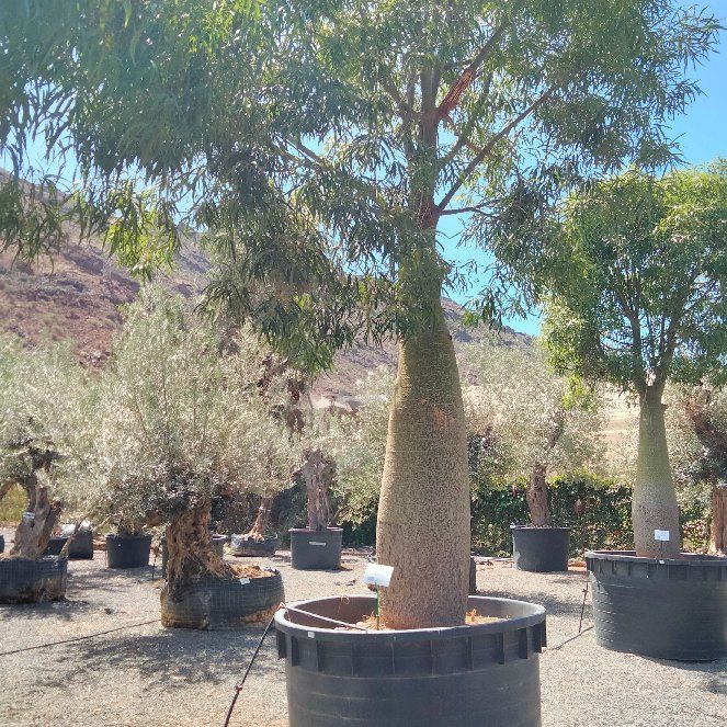 Kurrajong Plant Care: Water, Light, Nutrients | Greg App 🌱