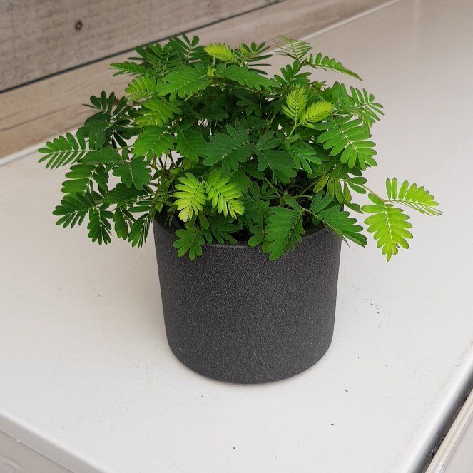 Messi | A plant by @DiverseJonquil on Greg