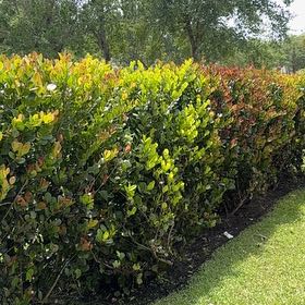 Coco Plum Plant Care: Water, Light, Nutrients | Greg App 🌱