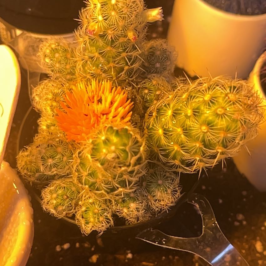 Jak | A plant by @WinSpangletop on Greg