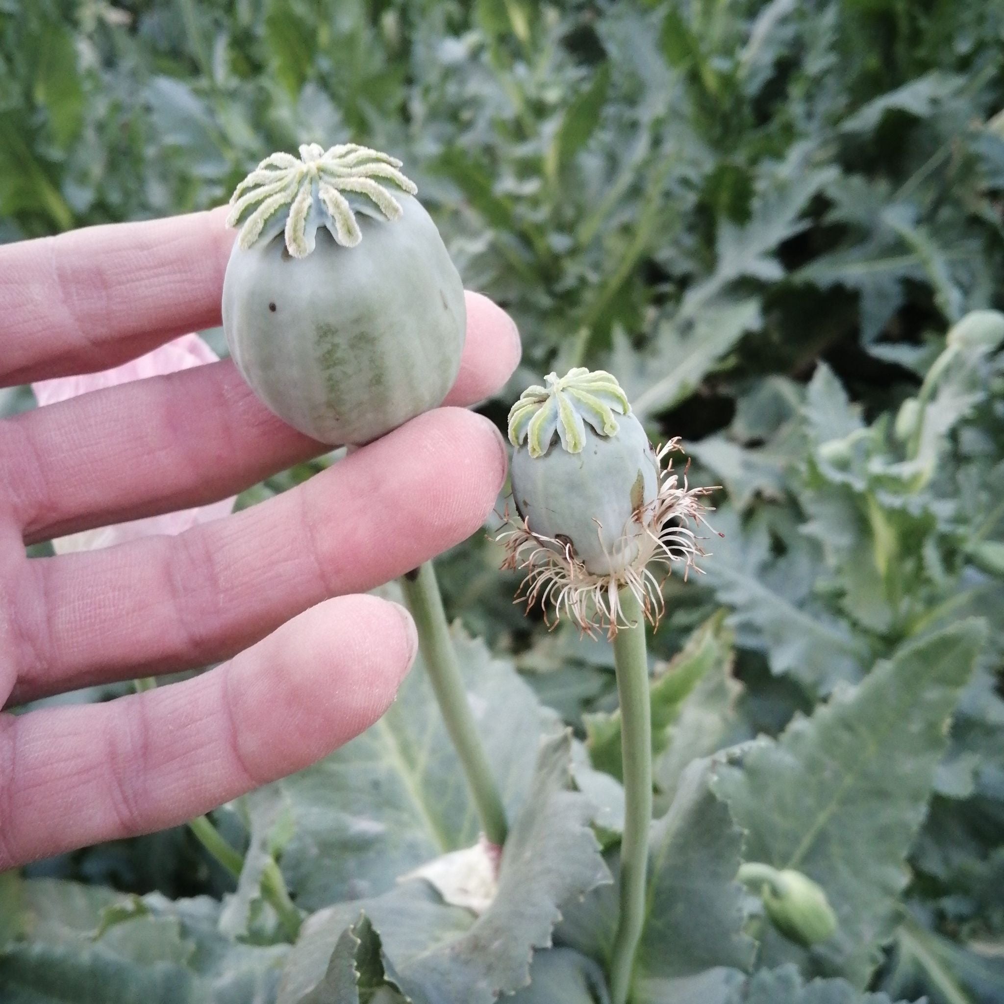 Why Are My Opium Poppy Leaves Droopy? 😴