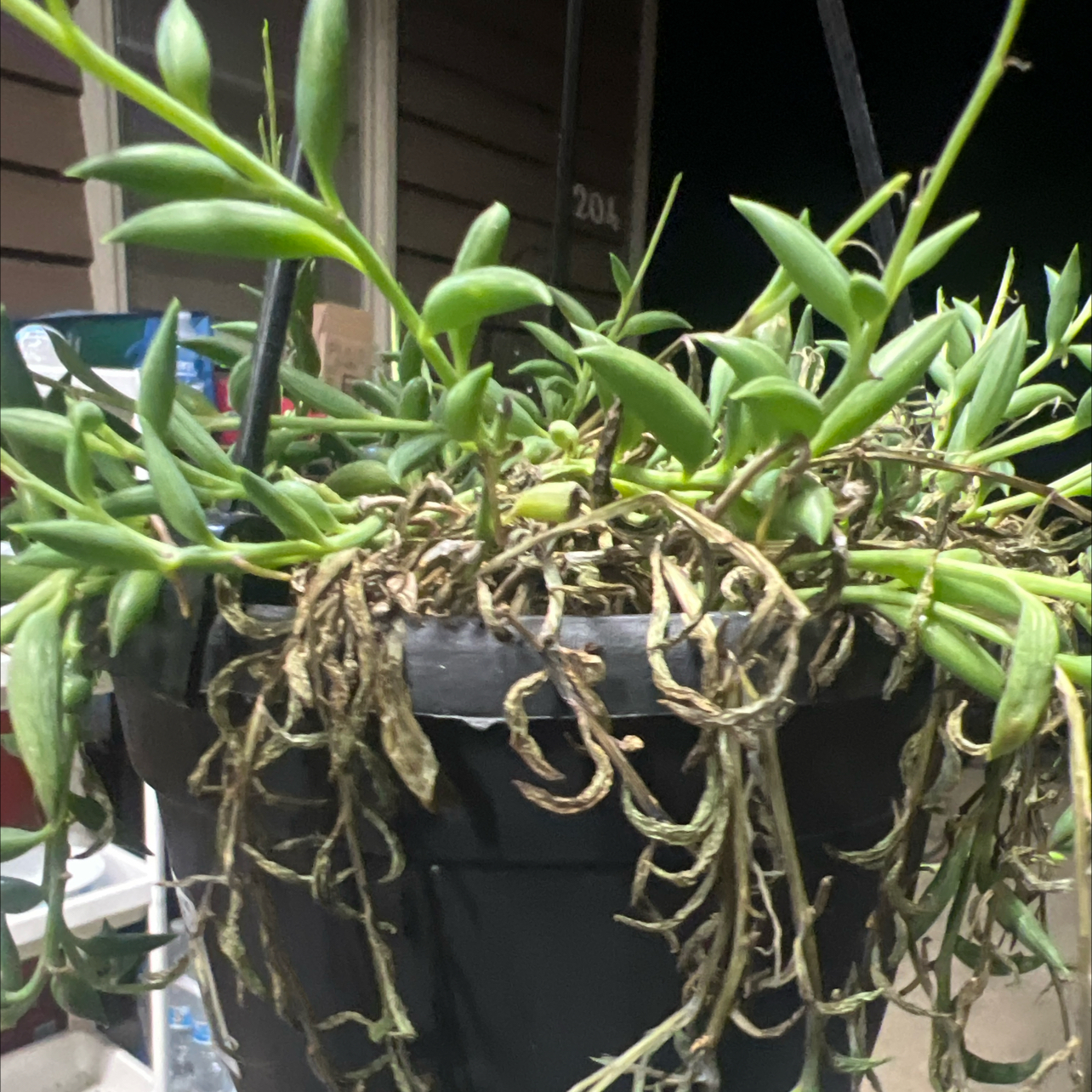Peter Parker | A plant by @FitMeadowflax on Greg