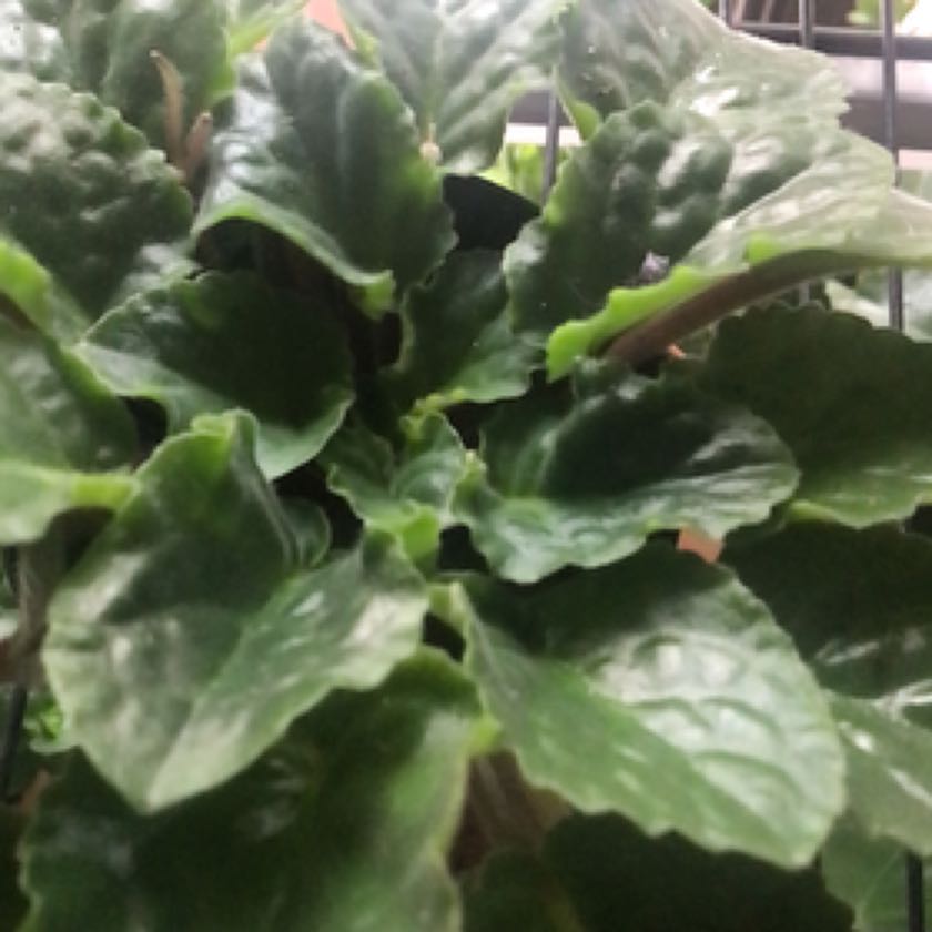 Huckleberry Fern | A plant by @RightfulFuchsia on Greg