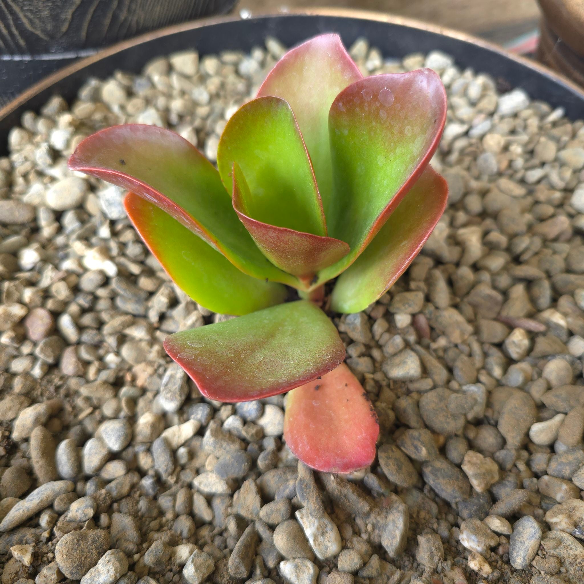 🐉 Why Are There Black Spots on My Dragonfire Kalanchoe Leaves?