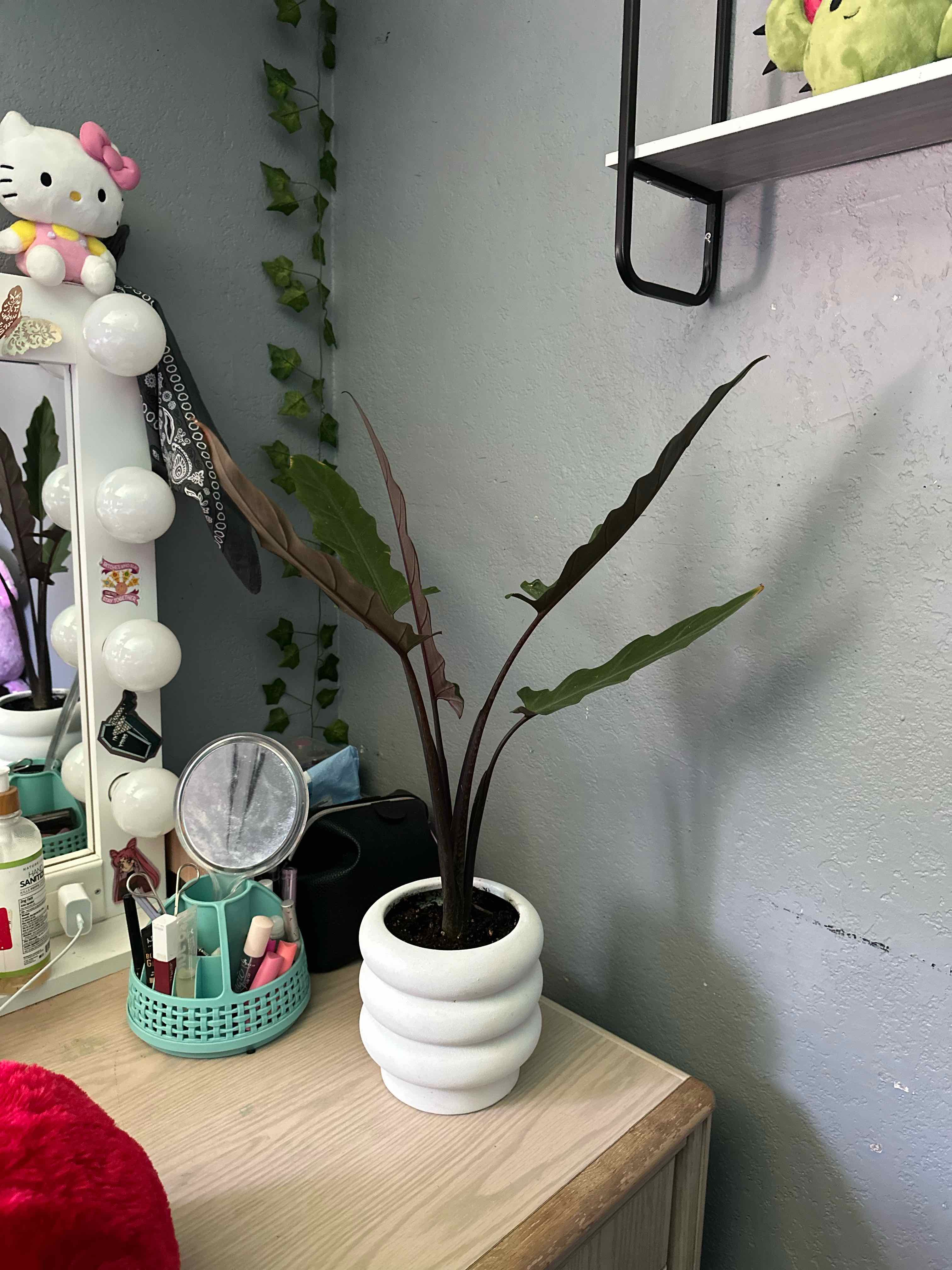 Beckham | A plant by @QualitySilktree on Greg