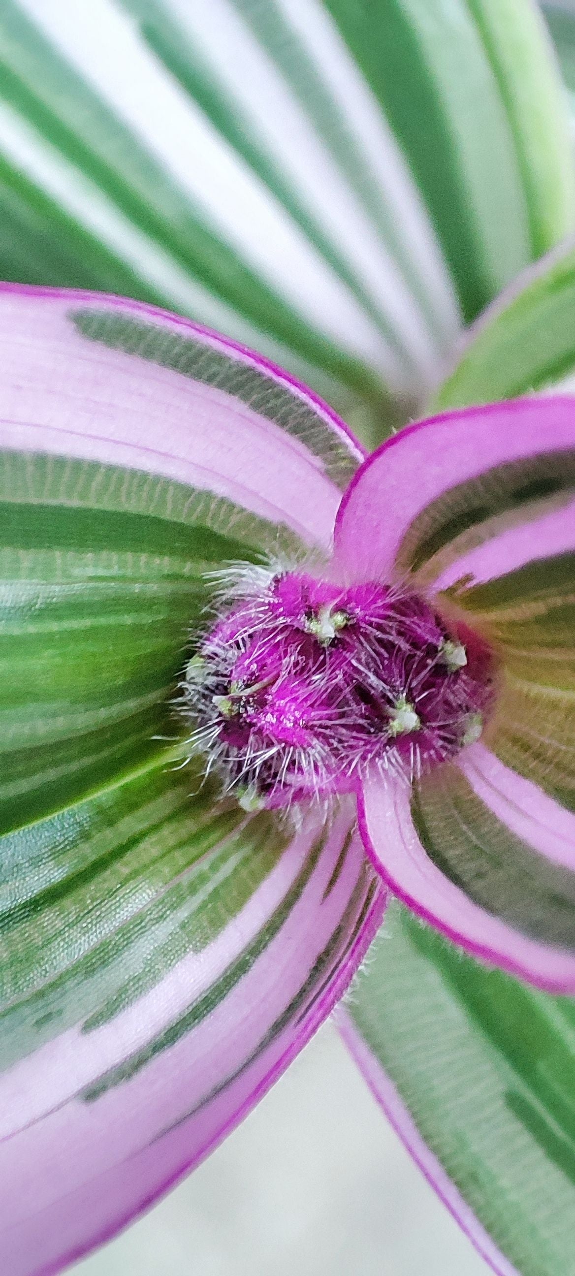 Caduceus | A plant by @TotalPeperomia on Greg