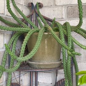 Red Dragon Succulent Cactus Care 101: Water, Light & Growing Tips